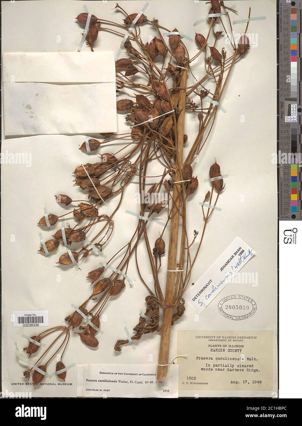 Swertia caroliniensis Walter Kuntze Swertia caroliniensis Walter Kuntze ...