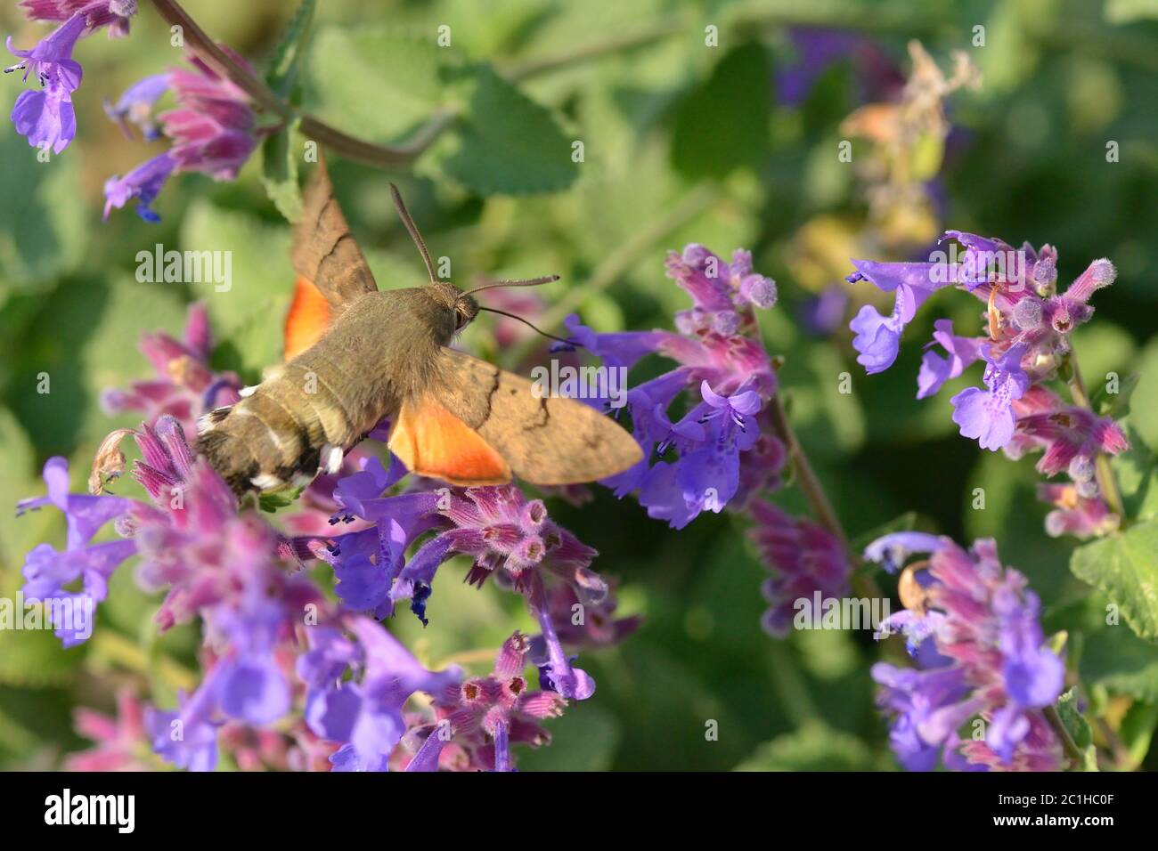 Moth in the garden hi-res stock photography and images - Alamy