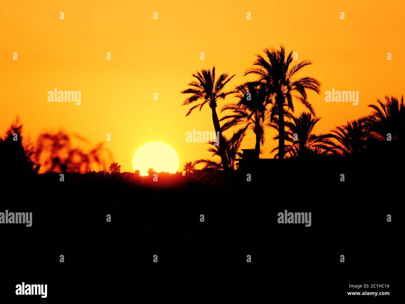 Morocco, Marrakesh, Palmeraie, beautiful sunset over the palm grove ...