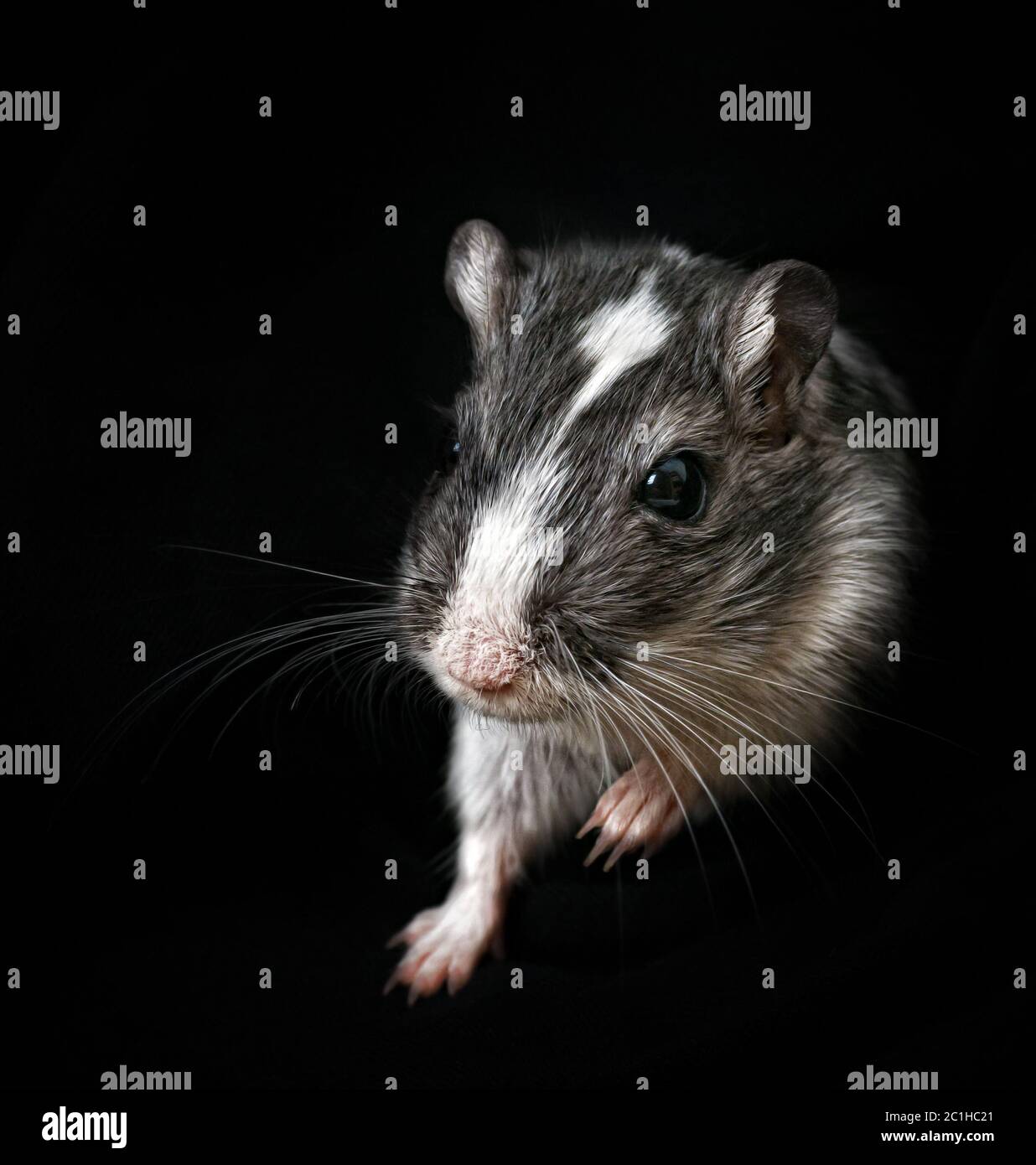 Gerbil Mouse High Resolution Stock Photography and Images - Alamy
