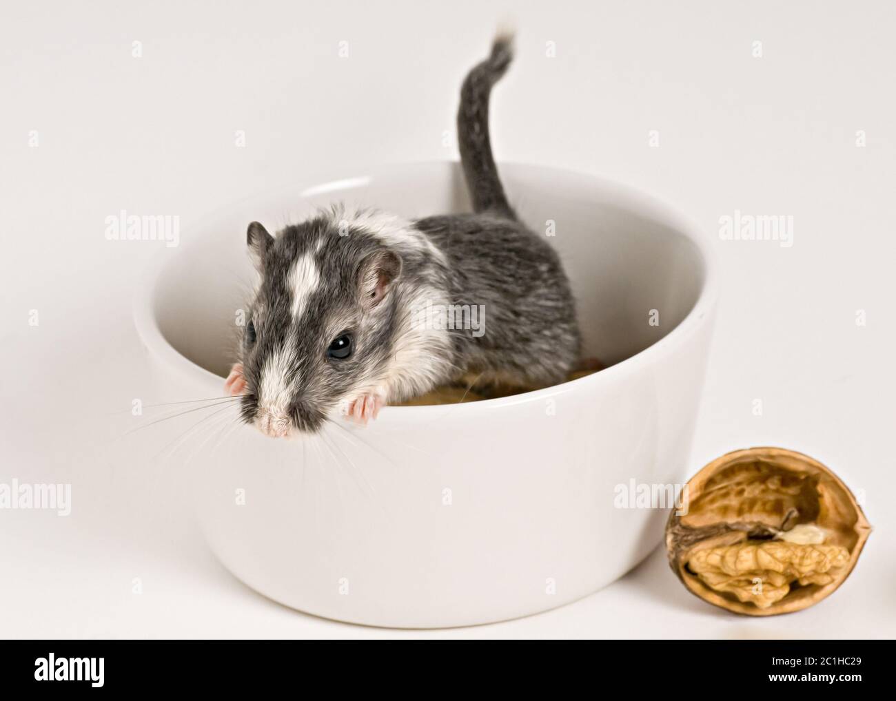 Gerbil mouse hi-res stock photography and images - Alamy