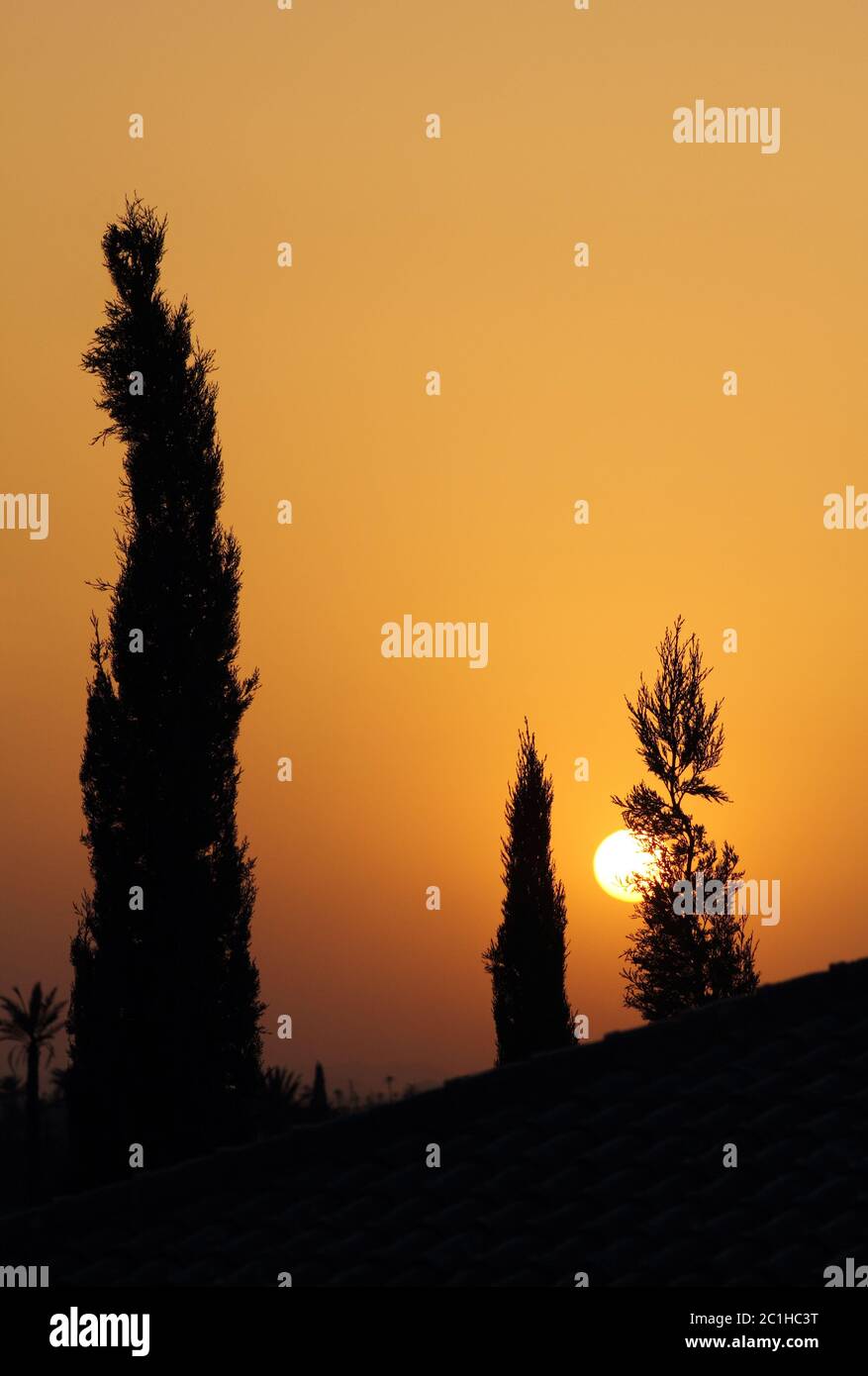 Morocco, Marrakesh, Palmeraie, sunset over the palm grove - silhouette ...