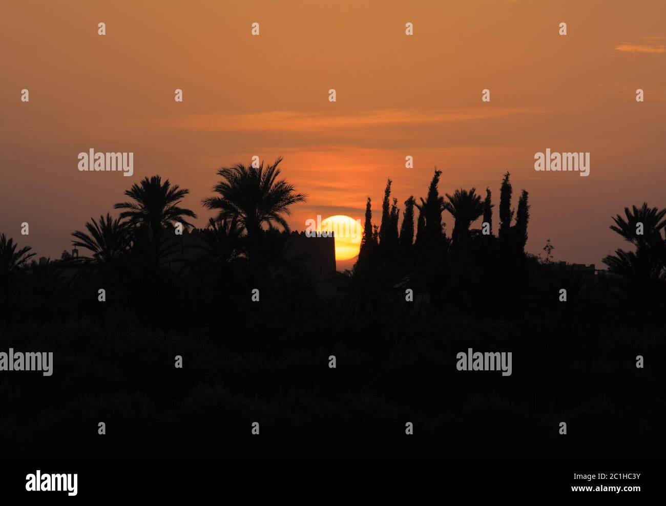 Morocco, Marrakesh, Palmeraie, beautiful sunset over the palm grove ...