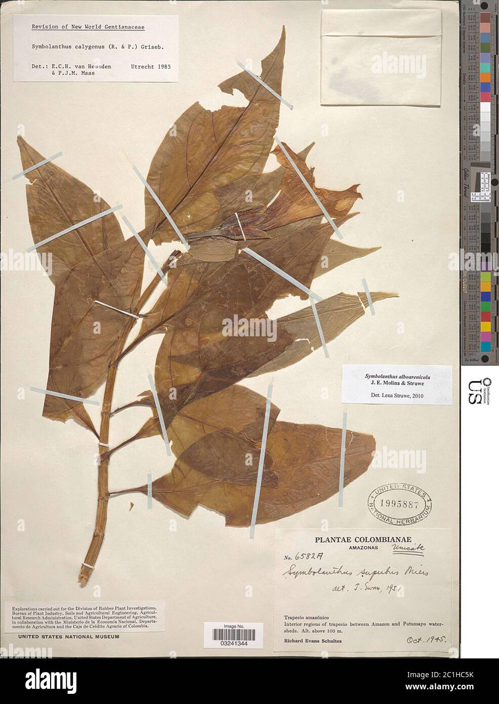 Symbolanthus alboarenicola JE Molina Struwe Symbolanthus alboarenicola ...