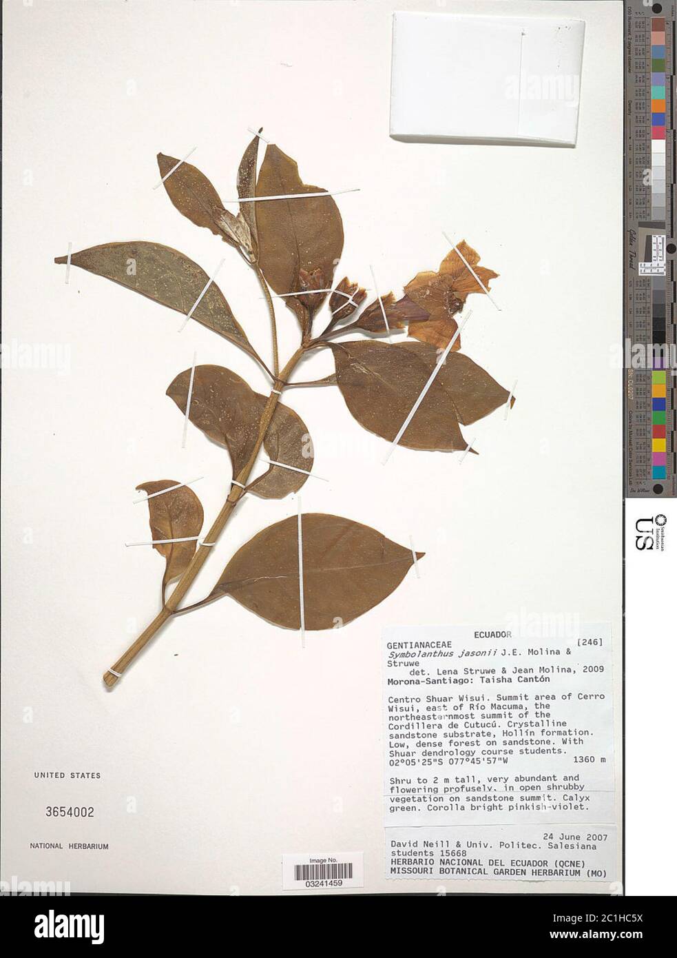 Symbolanthus jasonii JE Molina Struwe Symbolanthus jasonii JE Molina ...