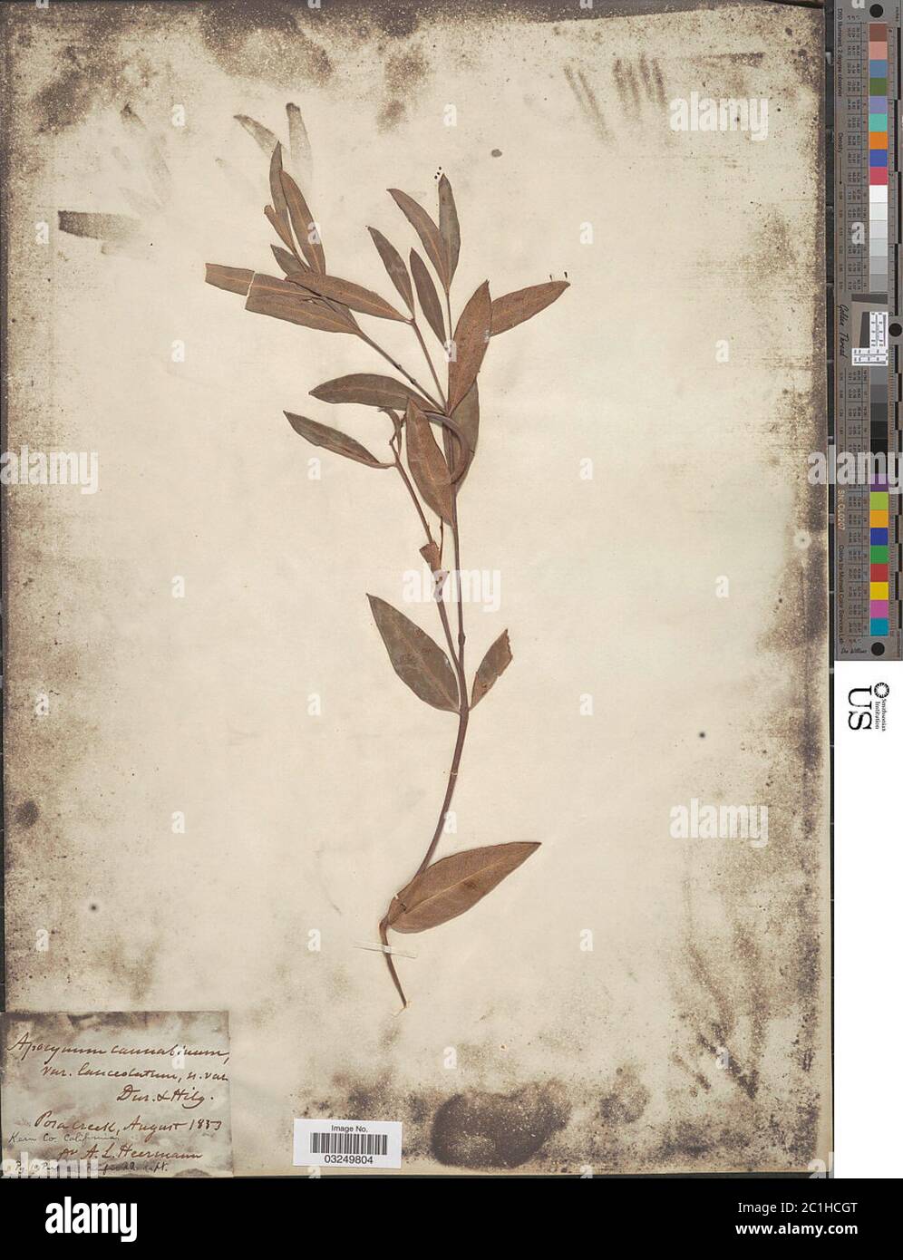 Apocynum l hi-res stock photography and images - Alamy