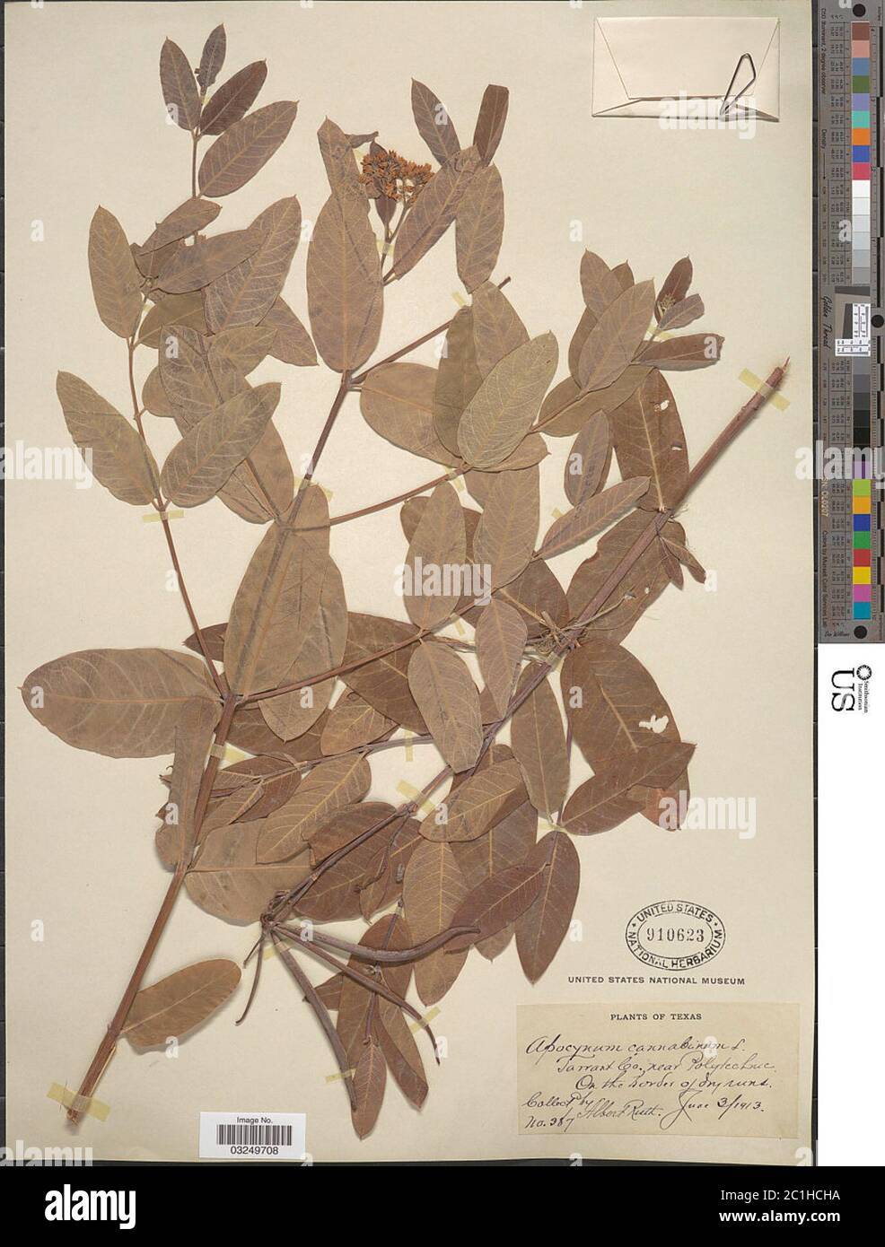 Apocynum l hi-res stock photography and images - Alamy