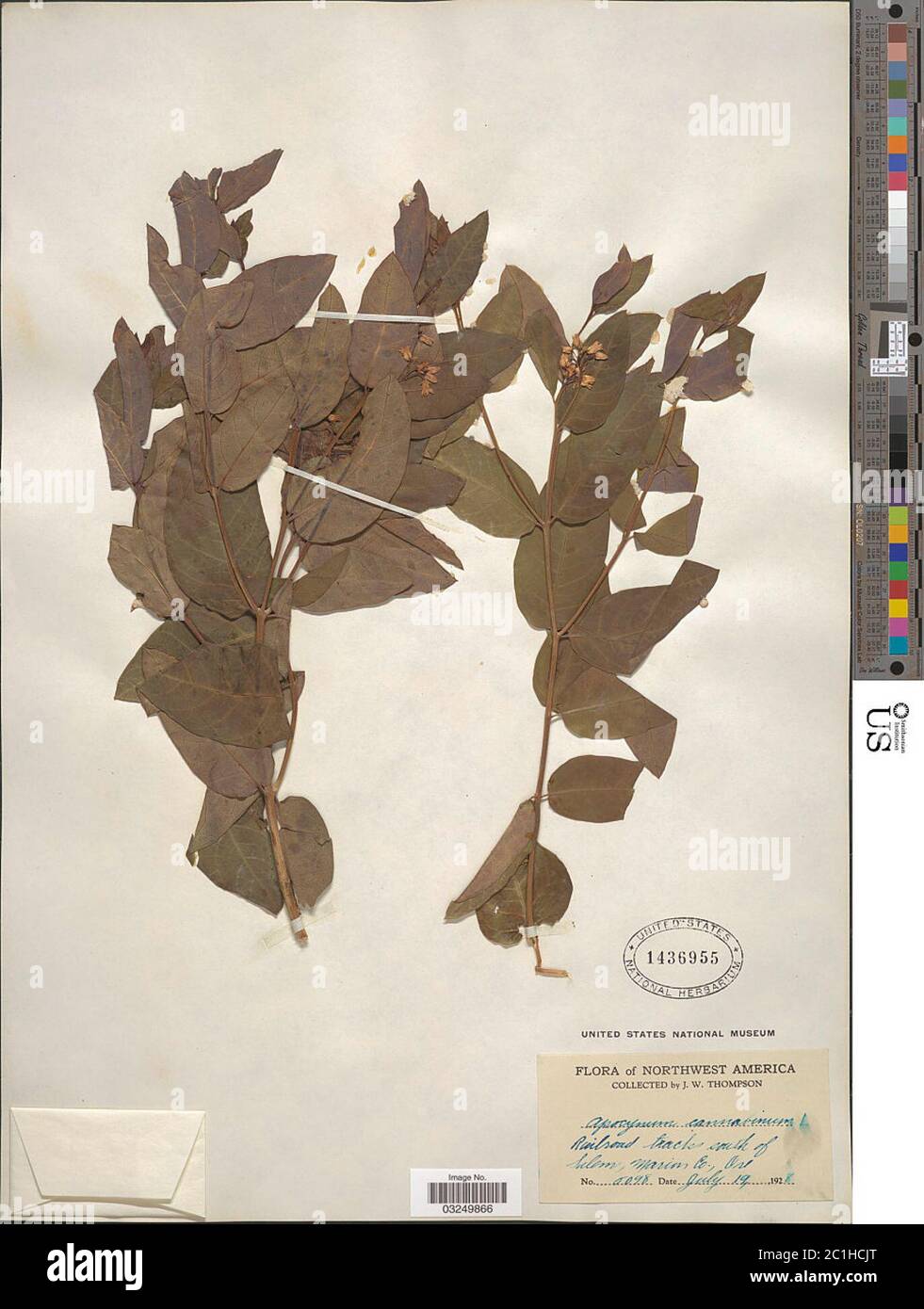 Apocynum l hi-res stock photography and images - Alamy