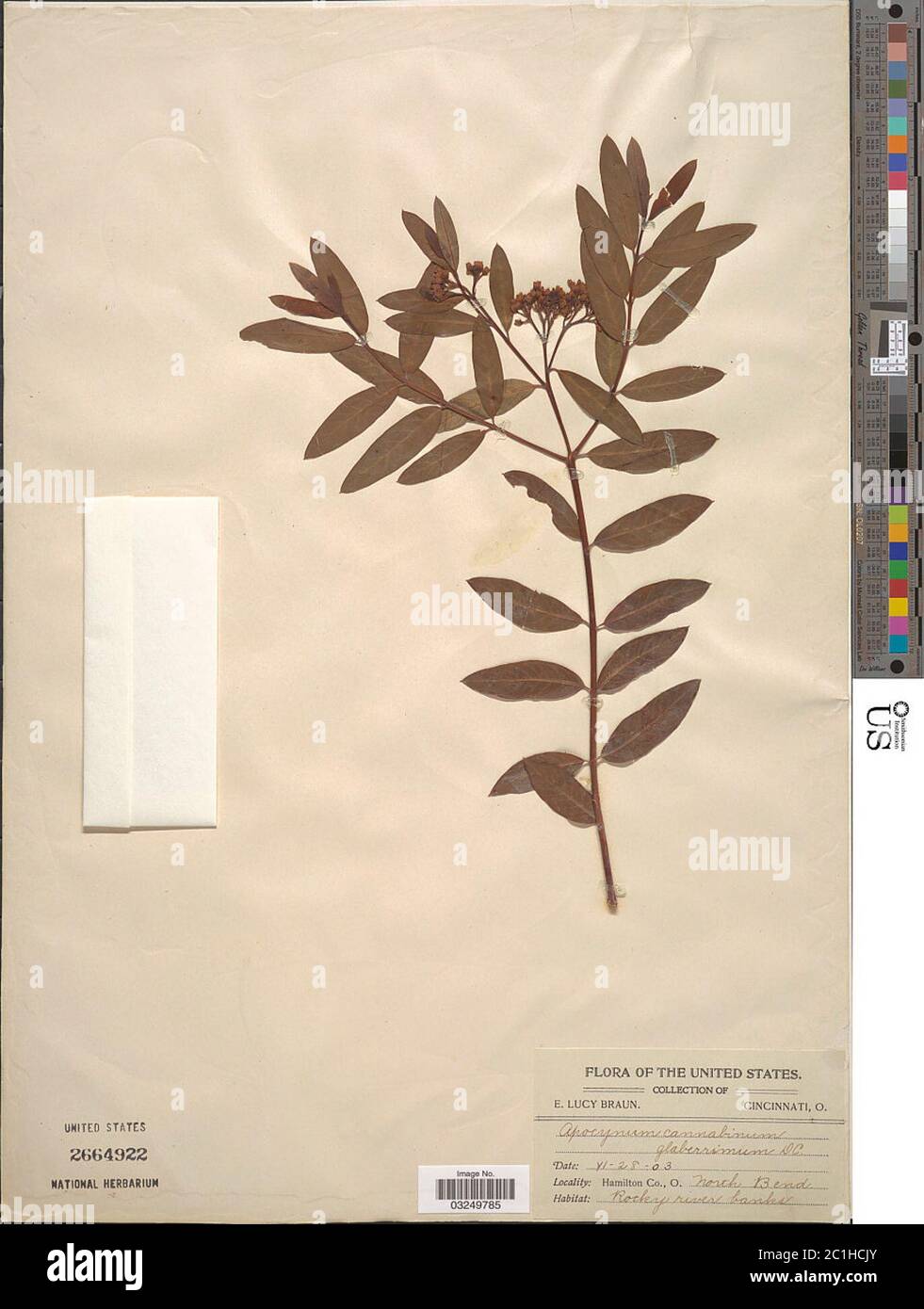 Apocynum l hi-res stock photography and images - Alamy