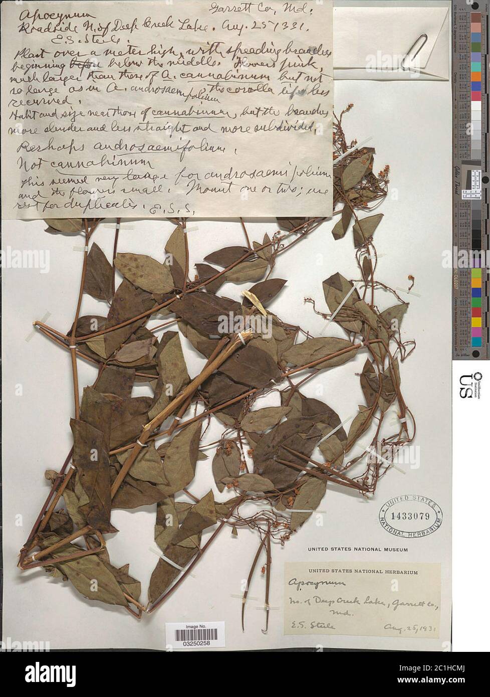 Apocynum sp hi-res stock photography and images - Alamy