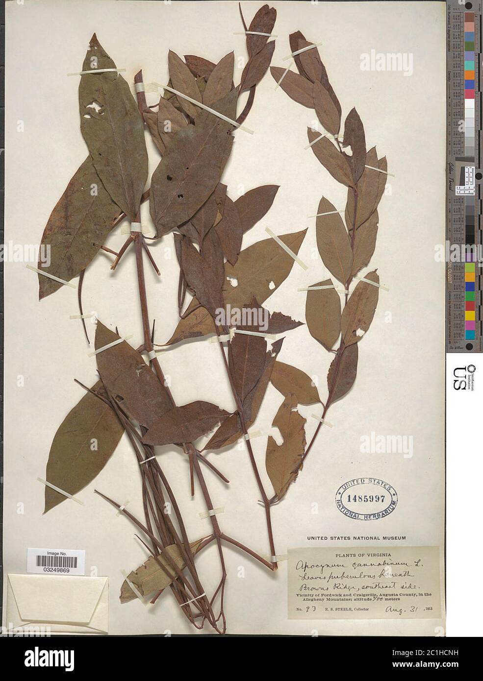 Apocynum l hi-res stock photography and images - Alamy