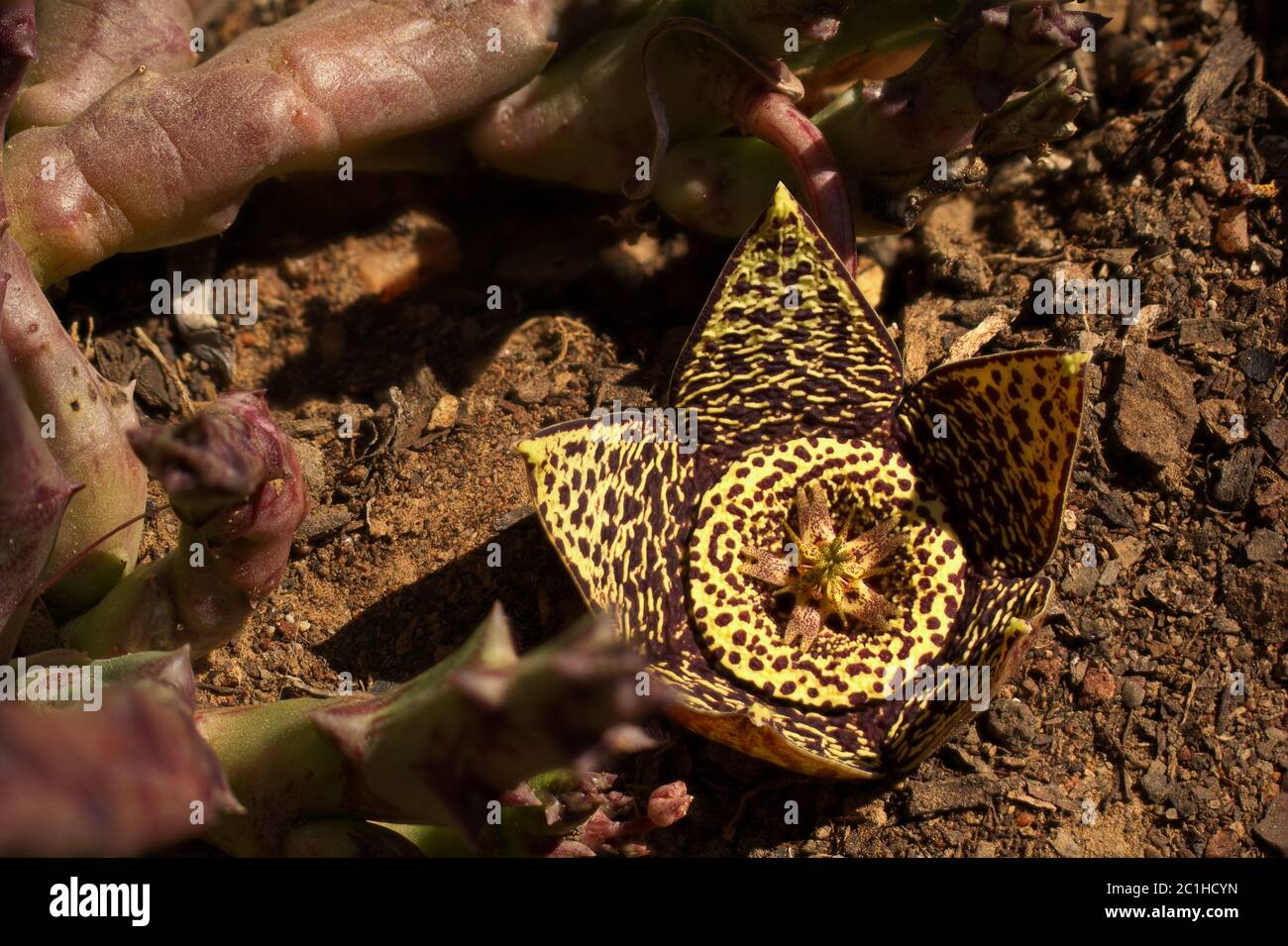 Starfish Flower (Carrion flower) isolated in a sunny garden Stock Photo ...