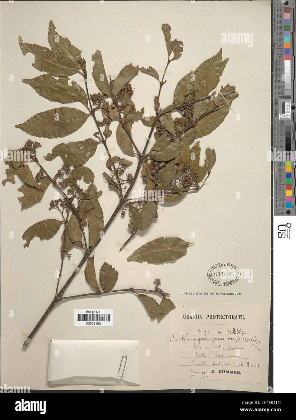 Canthium golungense Hiern Canthium golungense Hiern Stock Photo - Alamy