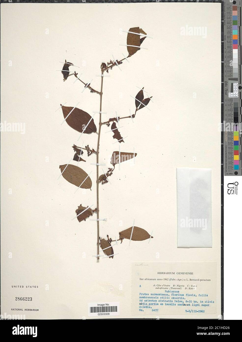 Canthium sp Canthium sp Stock Photo - Alamy