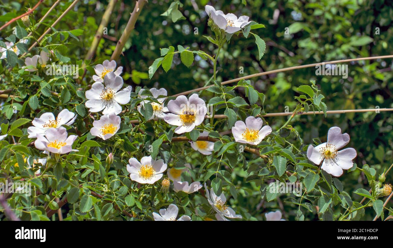 A wild rose that grows freely in nature and brings beautiful and ...