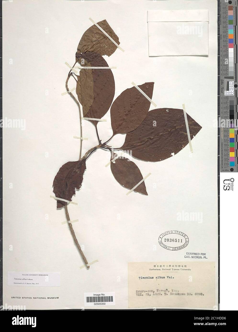 Timonius albus Volkens Timonius albus Volkens Stock Photo - Alamy