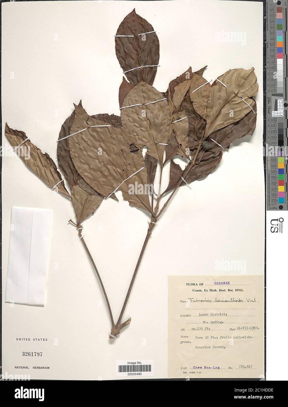 Timonius lasianthoides Valeton Timonius lasianthoides Valeton Stock ...