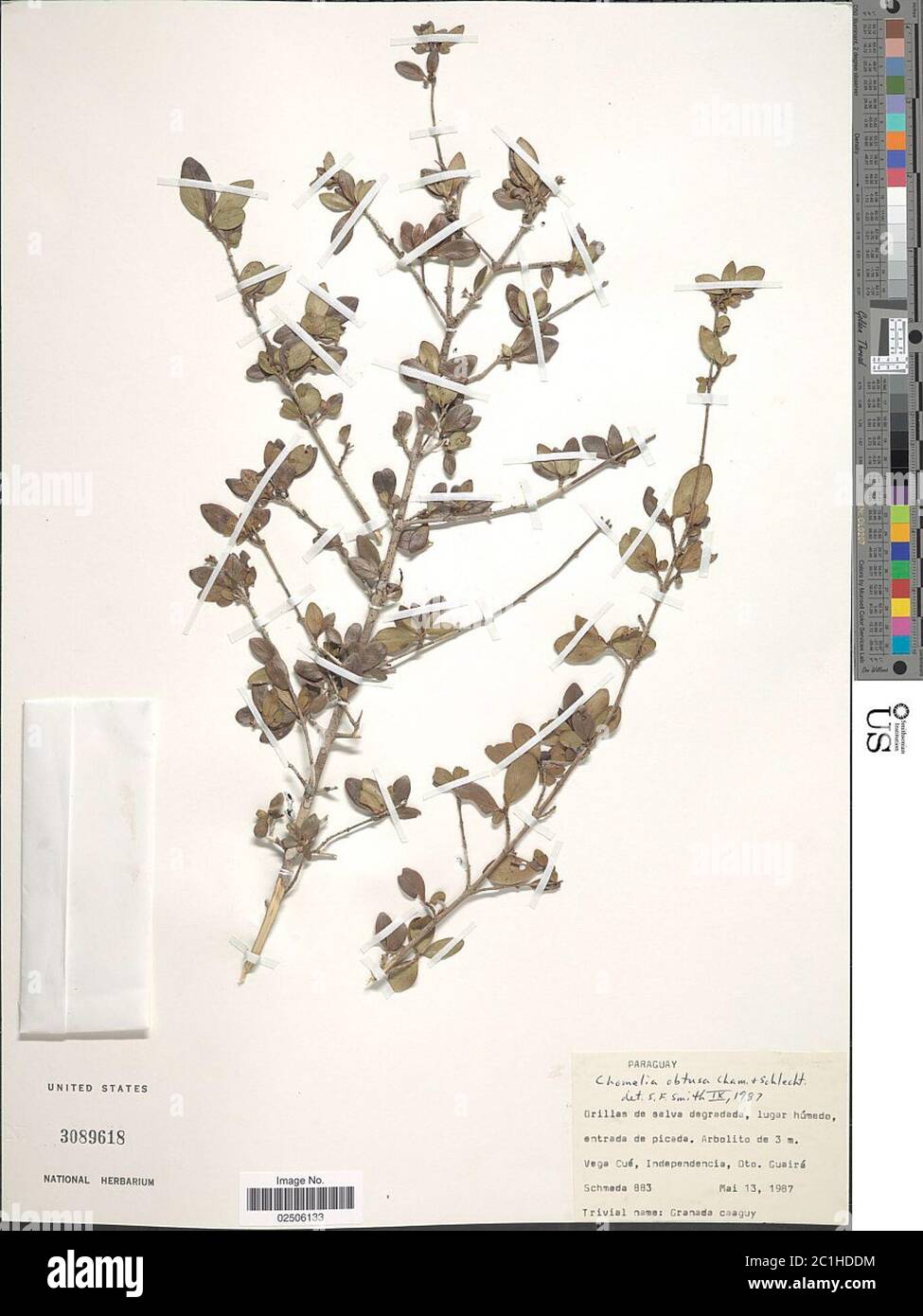 Chomelia obtusa Cham Schltdl Chomelia obtusa Cham Schltdl Stock Photo ...