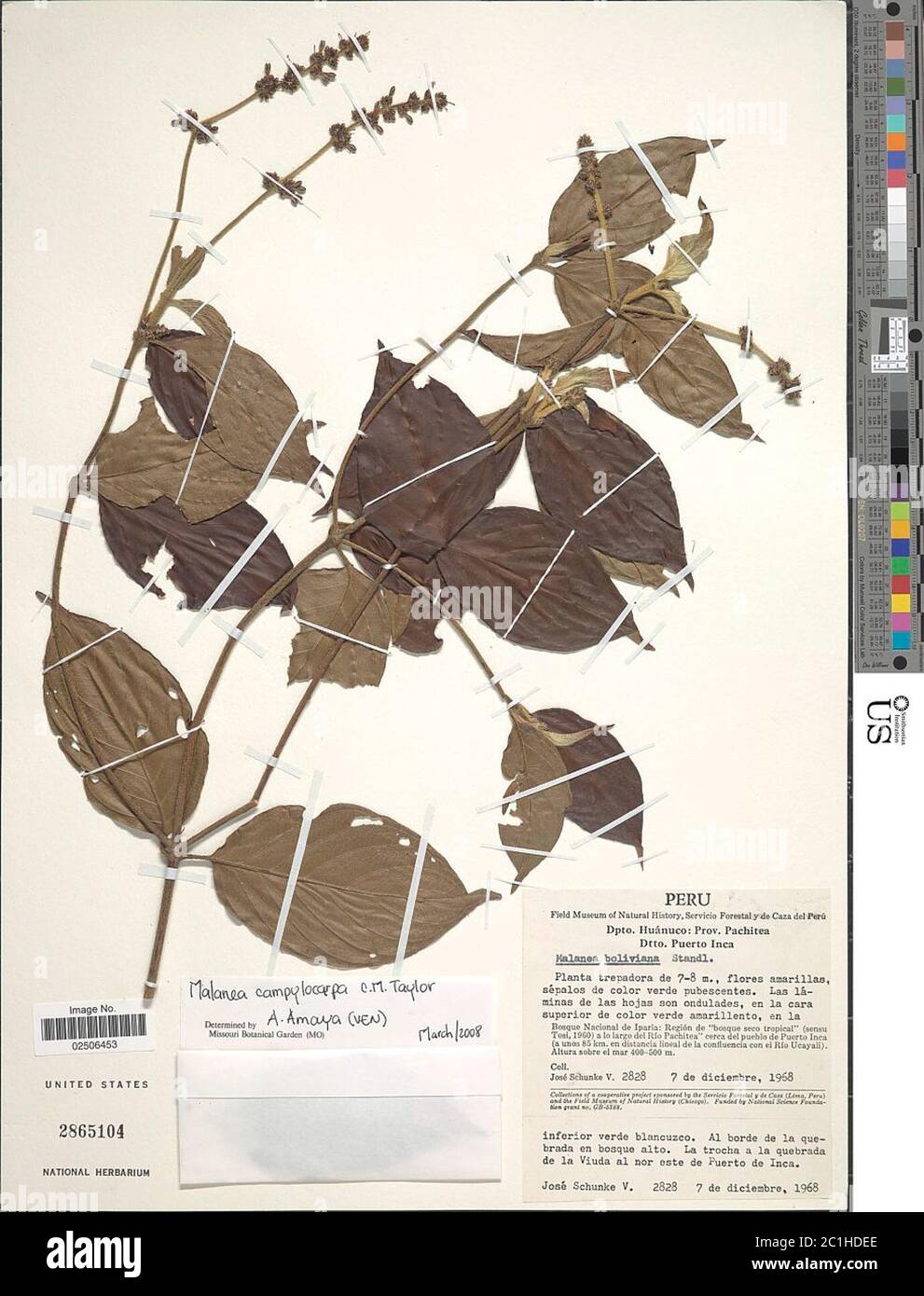 Malanea campylocarpa CM Taylor Malanea campylocarpa CM Taylor Stock ...