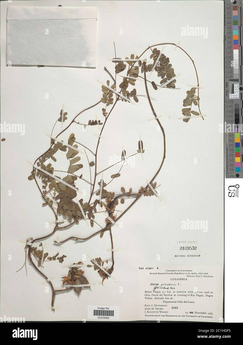 Abrus precatorius L Abrus precatorius L Stock Photo - Alamy