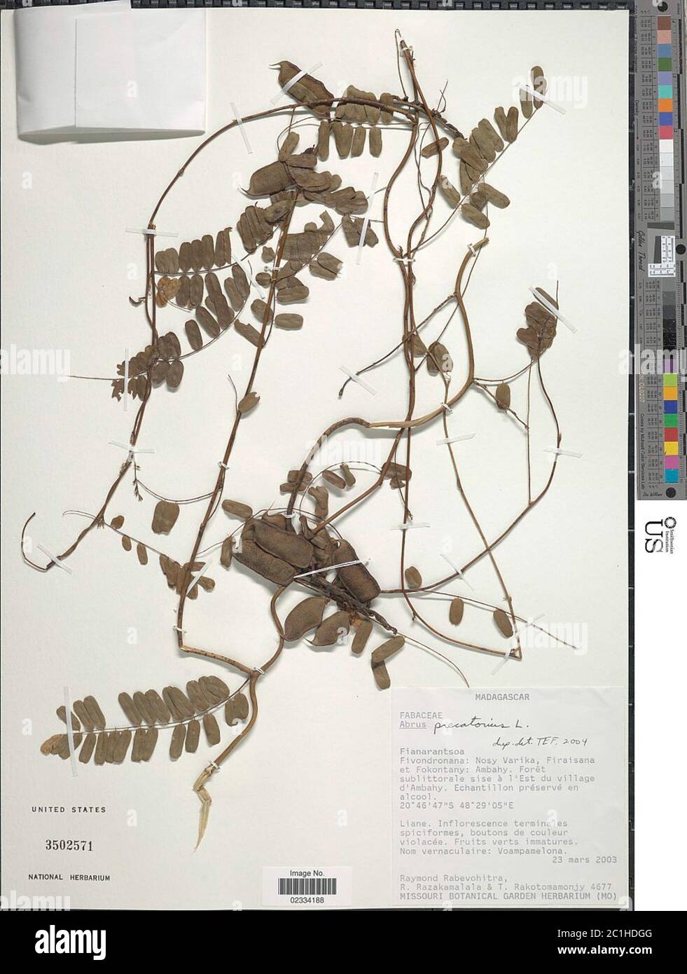 Rosary pea abrus precatorius hi-res stock photography and images - Alamy