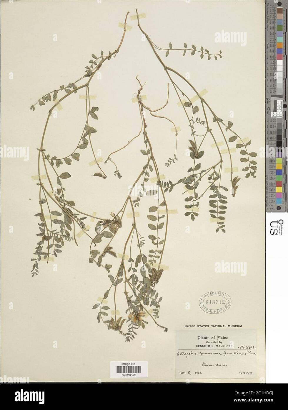 Astragalus alpinus L Astragalus alpinus L Stock Photo - Alamy