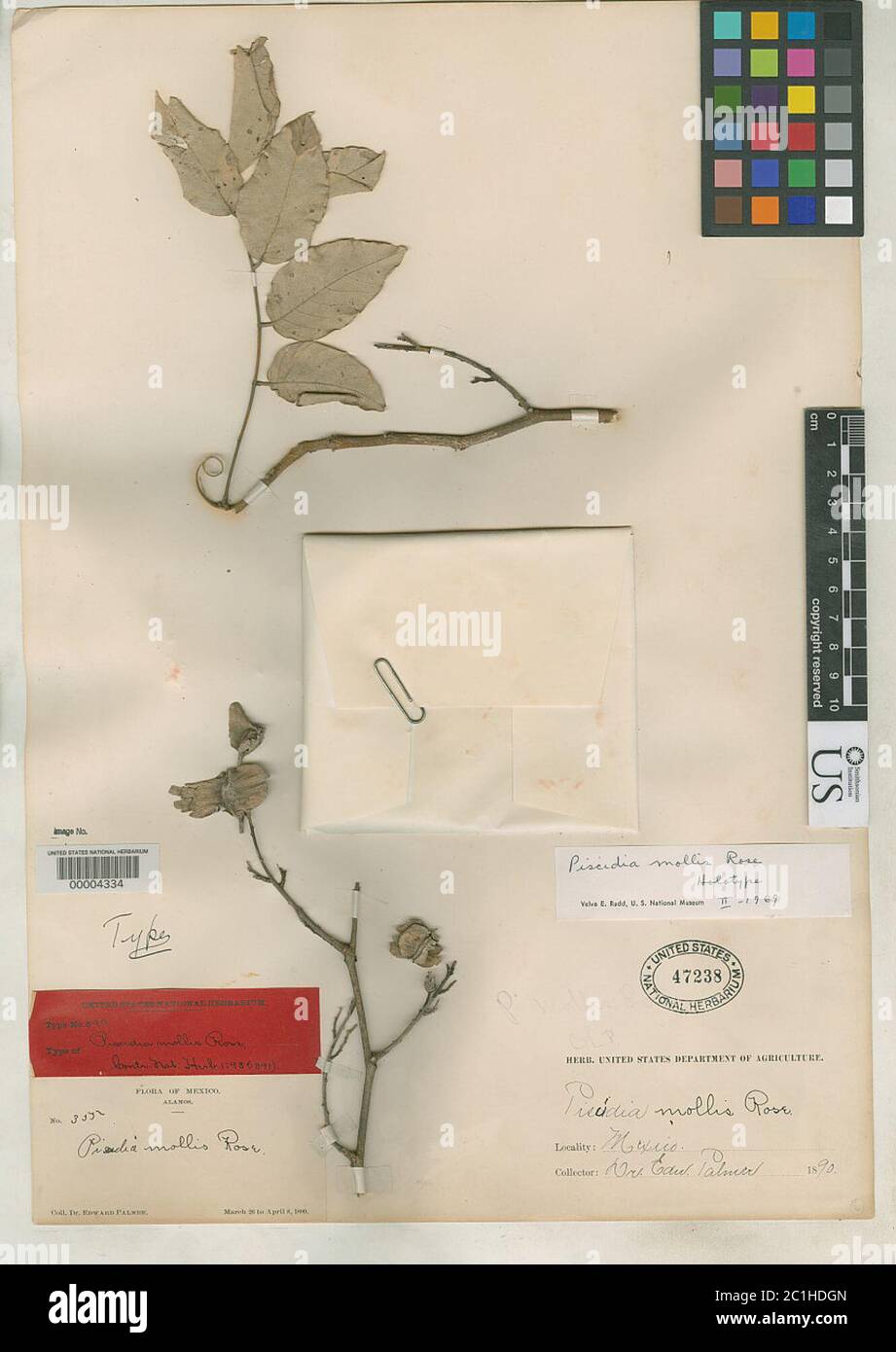 Piscidia mollis Rose Piscidia mollis Rose Stock Photo - Alamy
