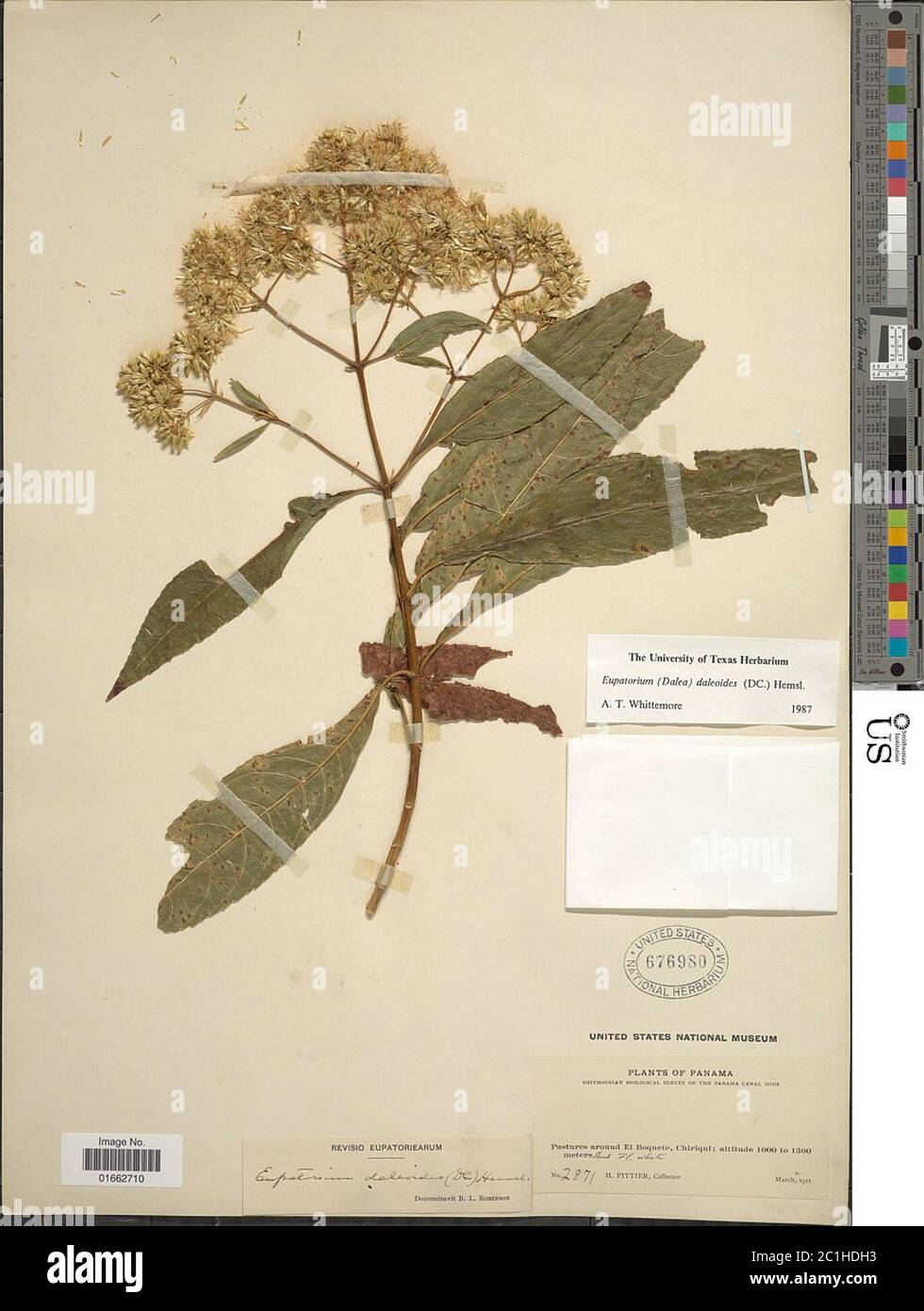 Critonia daleoides DC Critonia daleoides DC Stock Photo - Alamy