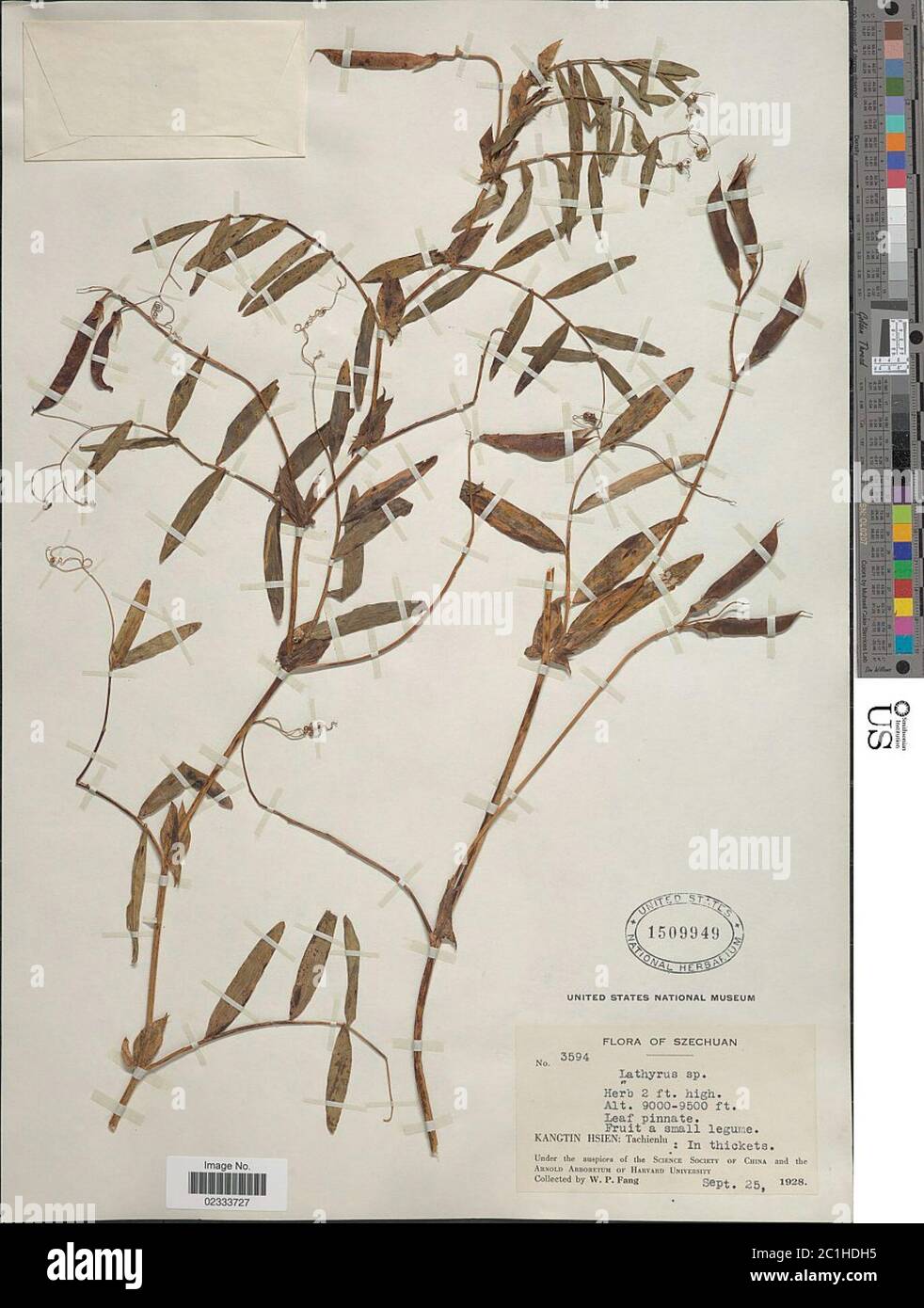 Lathyrus sp Lathyrus sp Stock Photo - Alamy