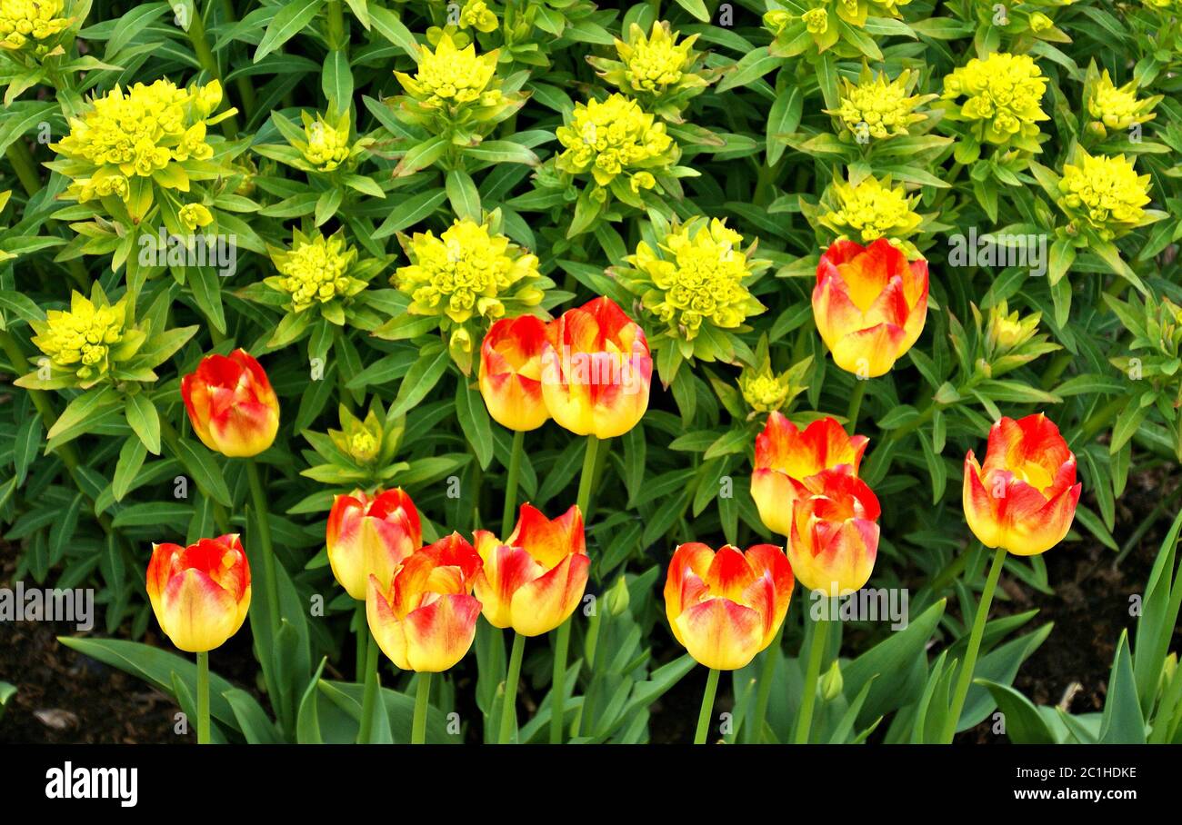 Spring card tulips hi-res stock photography and images - Alamy