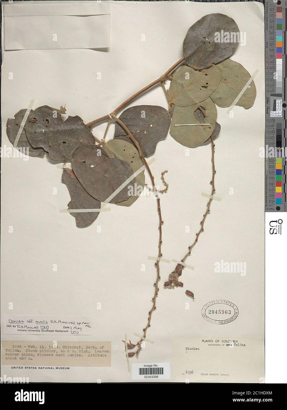 Dioclea hi-res stock photography and images - Alamy