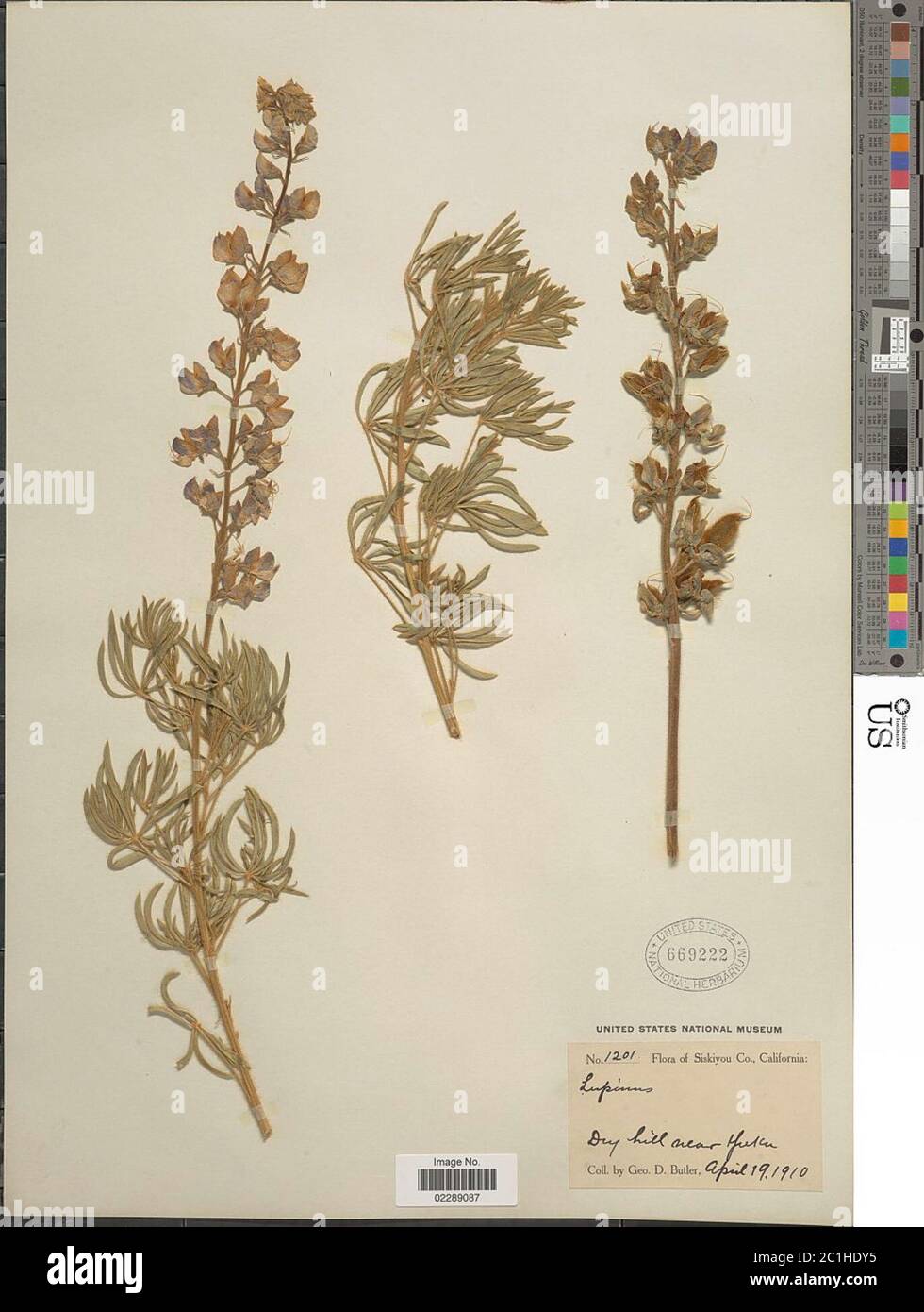 Lupinus sp Lupinus sp Stock Photo - Alamy