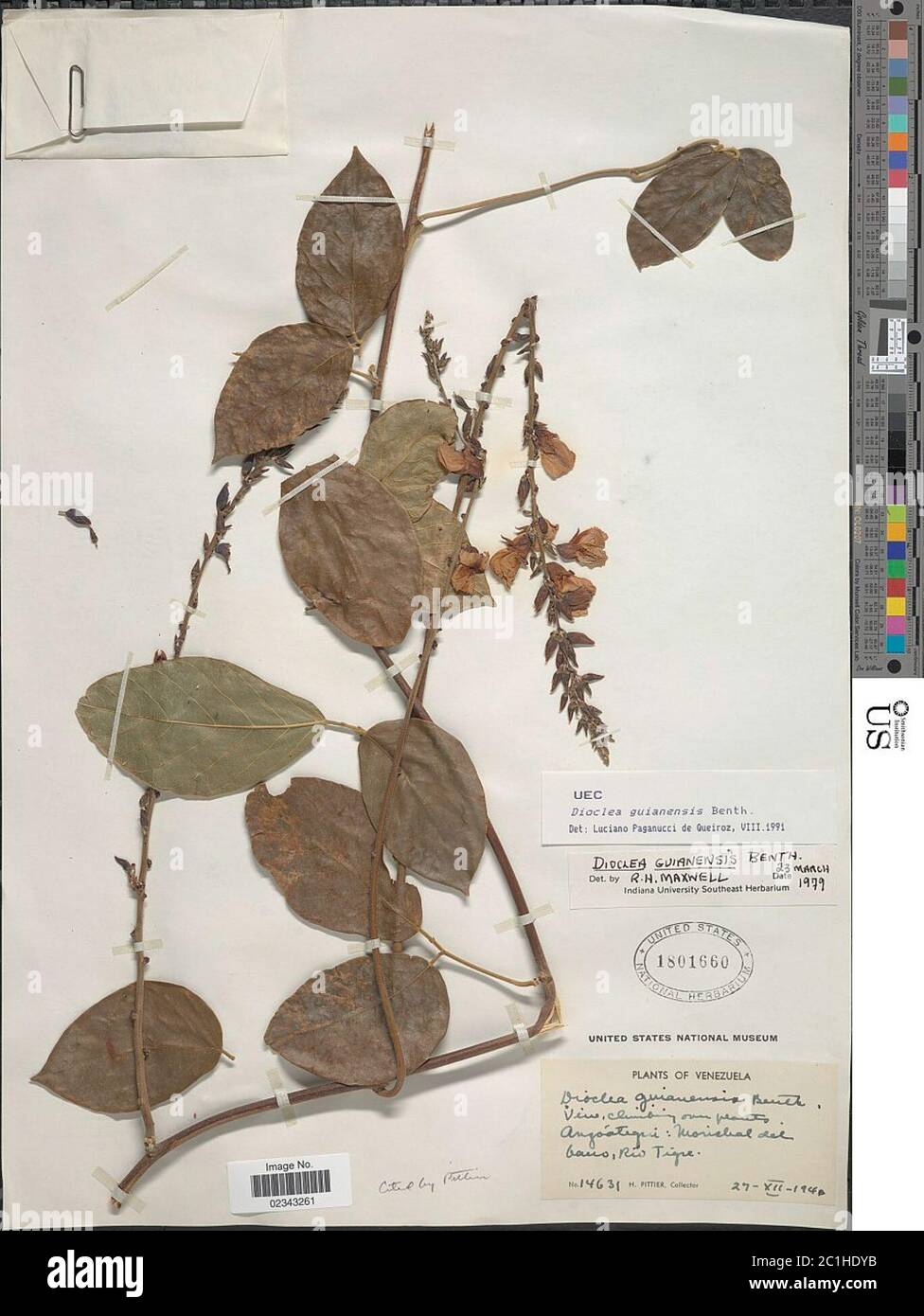 Dioclea guianensis Benth Dioclea guianensis Benth Stock Photo - Alamy