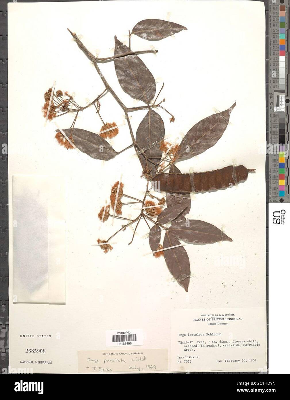 Inga punctata Willd Inga punctata Willd Stock Photo - Alamy