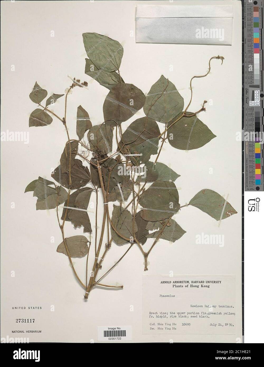 Phaseolus sp Phaseolus sp Stock Photo - Alamy