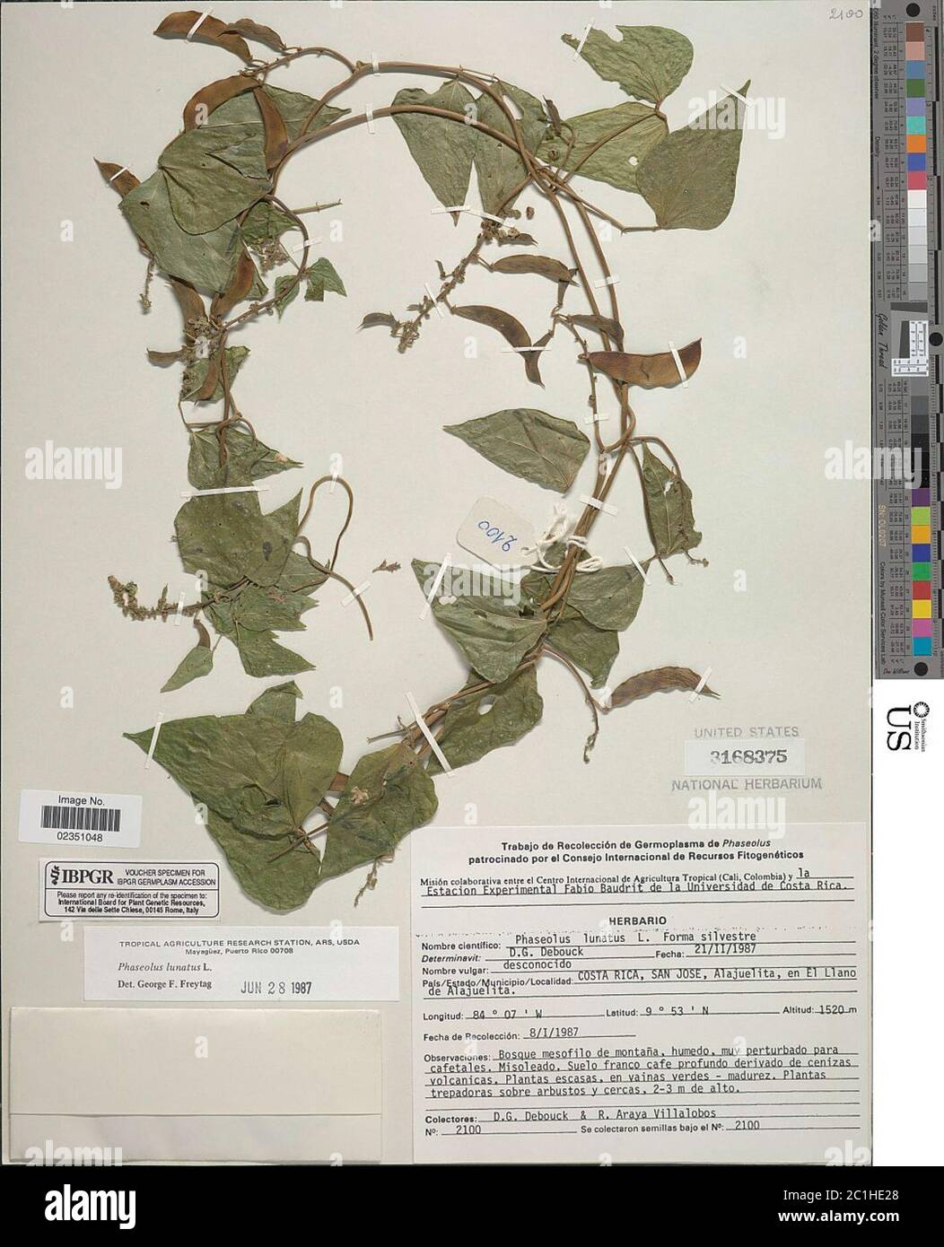 L lunatus hi-res stock photography and images - Alamy