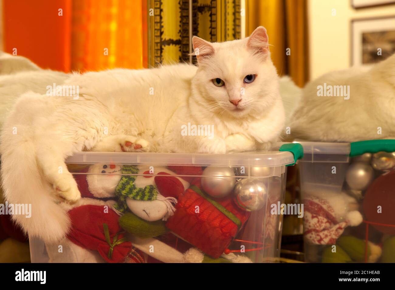 White cat over a plastic box with a lot of christmas ornament inside ...