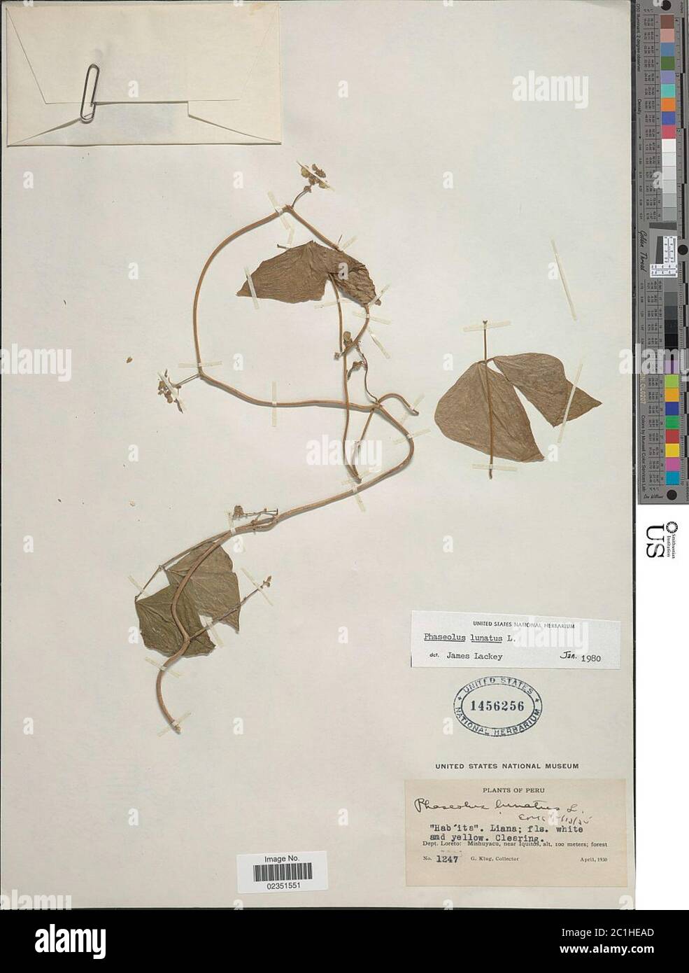 L lunatus hi-res stock photography and images - Alamy