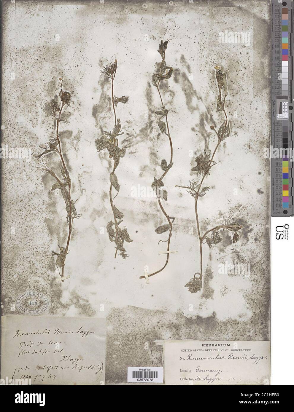 Ranunculus rionii Lagger Ranunculus rionii Lagger Stock Photo - Alamy