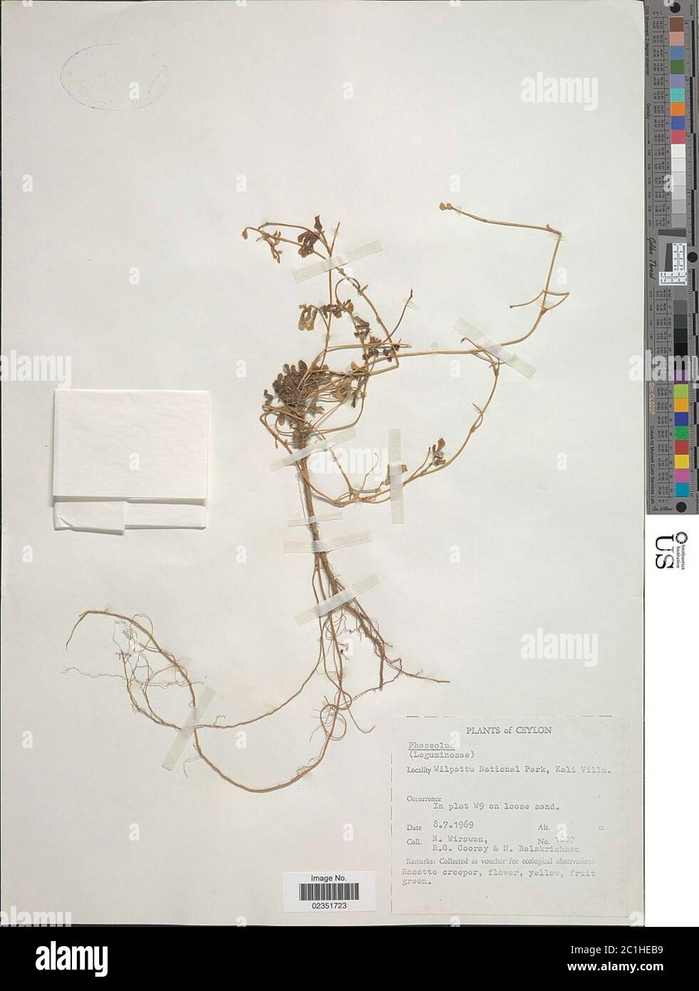 Phaseolus sp Phaseolus sp Stock Photo - Alamy