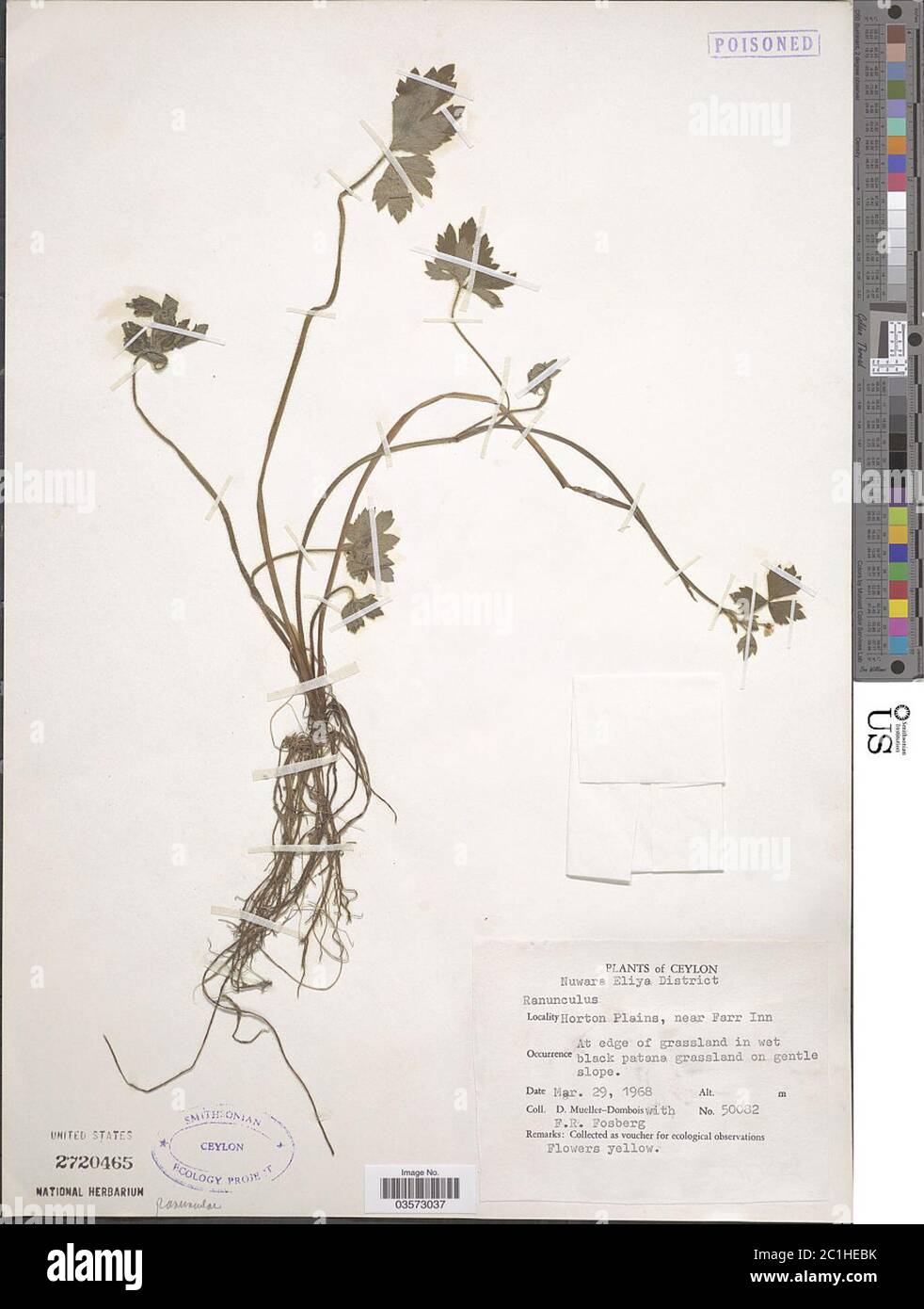 Ranunculus sp Ranunculus sp Stock Photo - Alamy