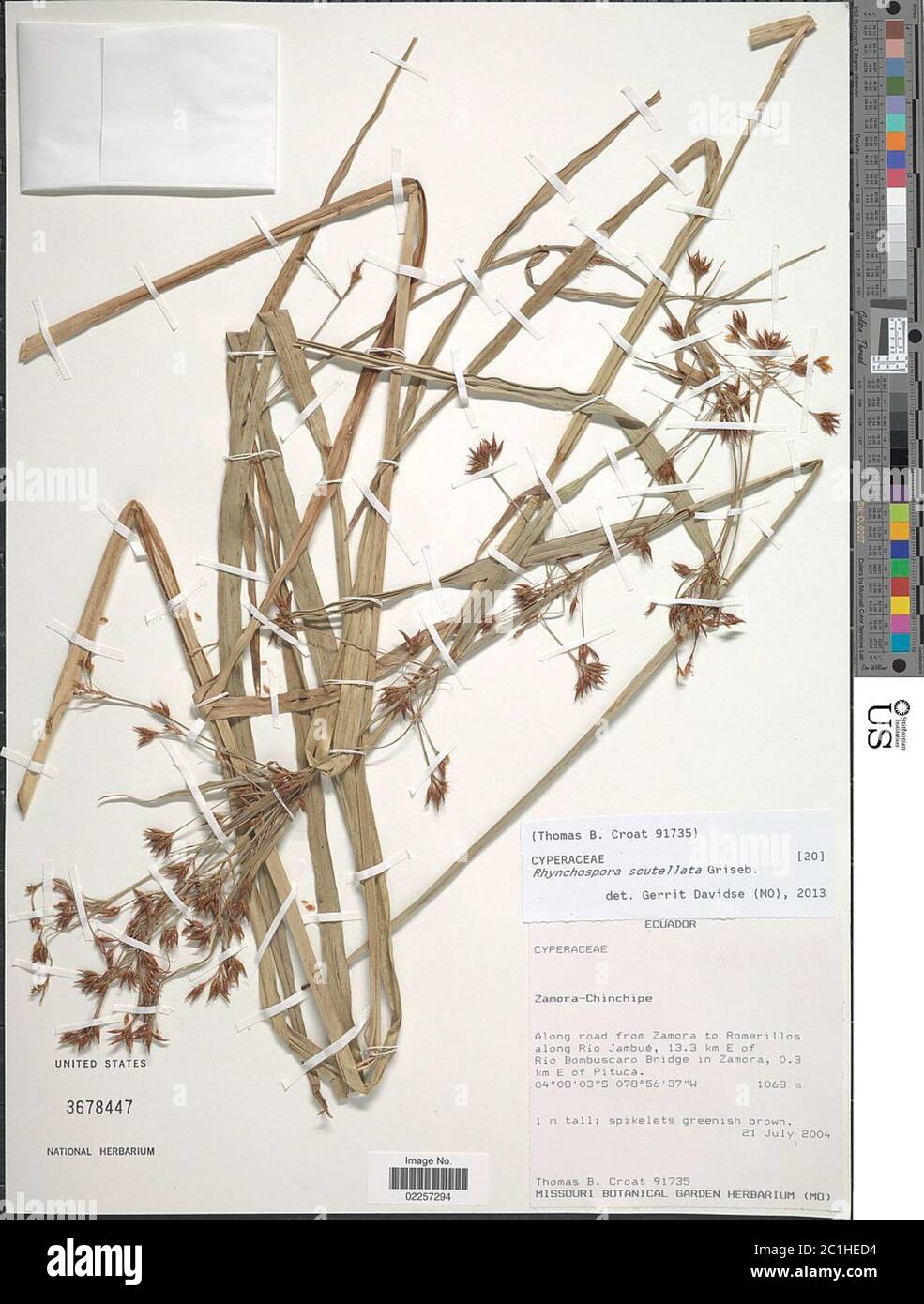 Rhynchospora corymbosa hi-res stock photography and images - Alamy