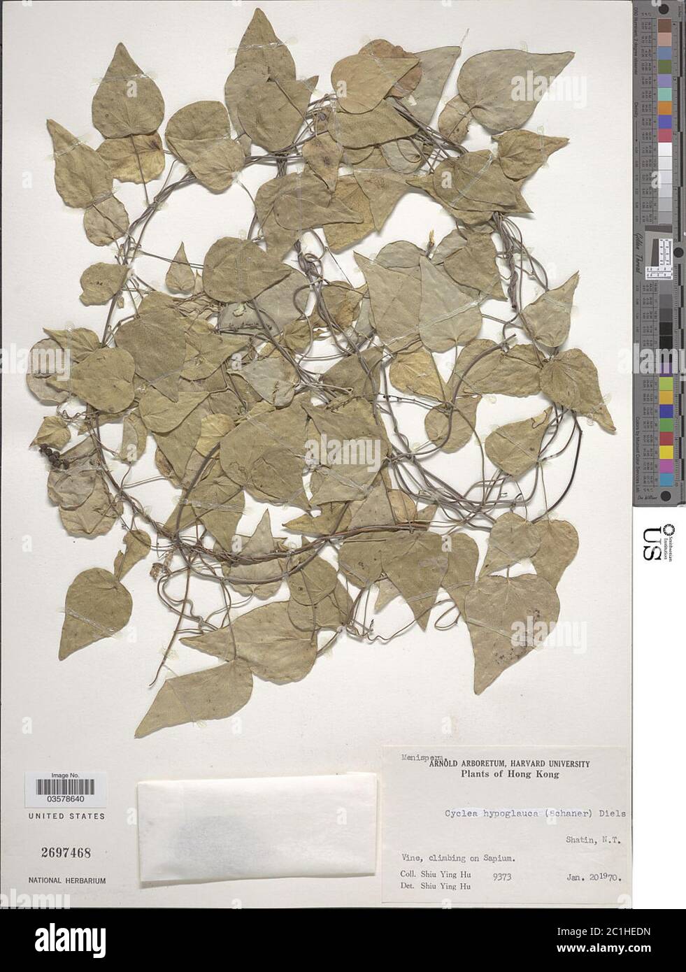 Cyclea hypoglauca Schauer Diels Cyclea hypoglauca Schauer Diels Stock ...