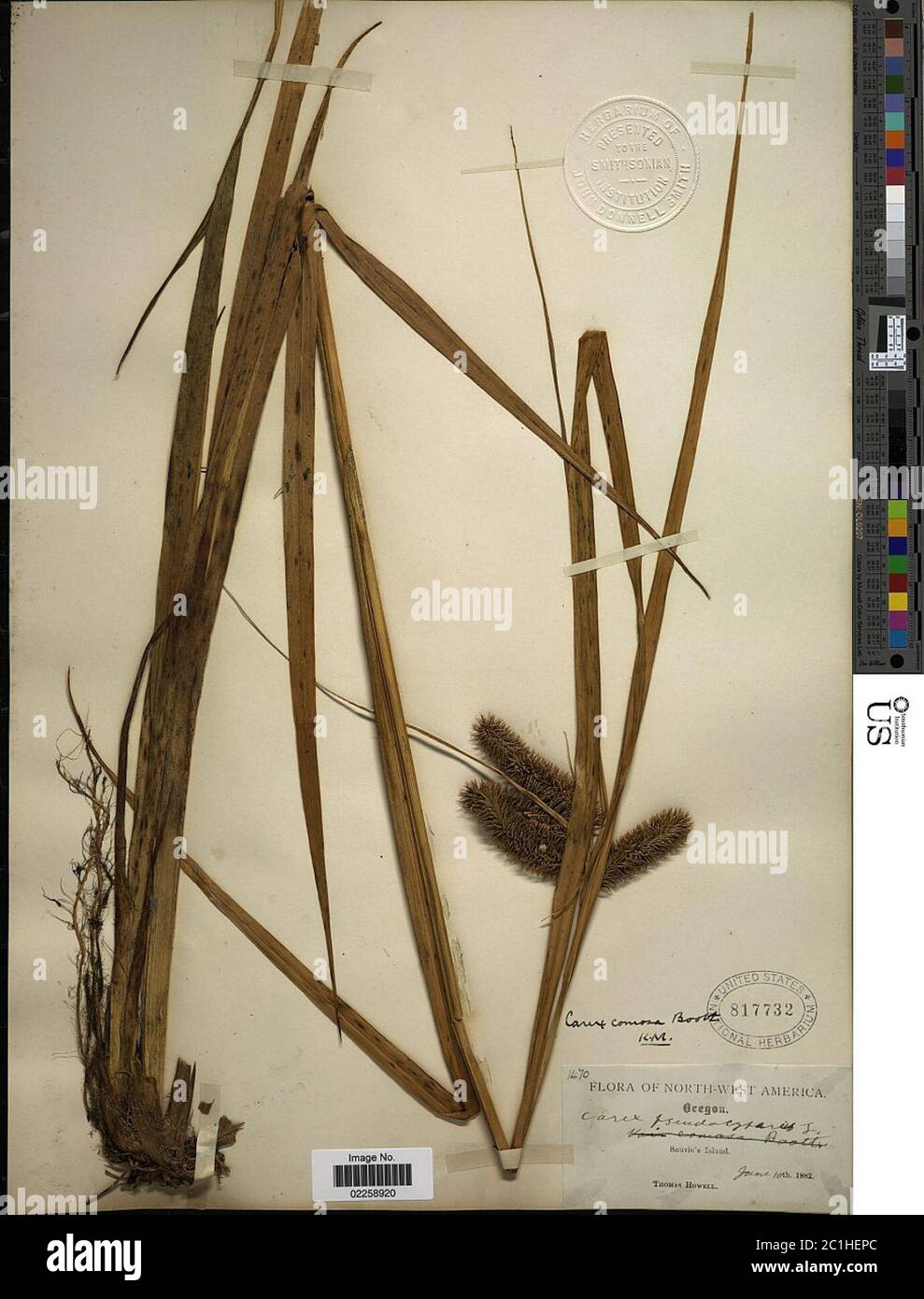 Carex comosa hi-res stock photography and images - Alamy