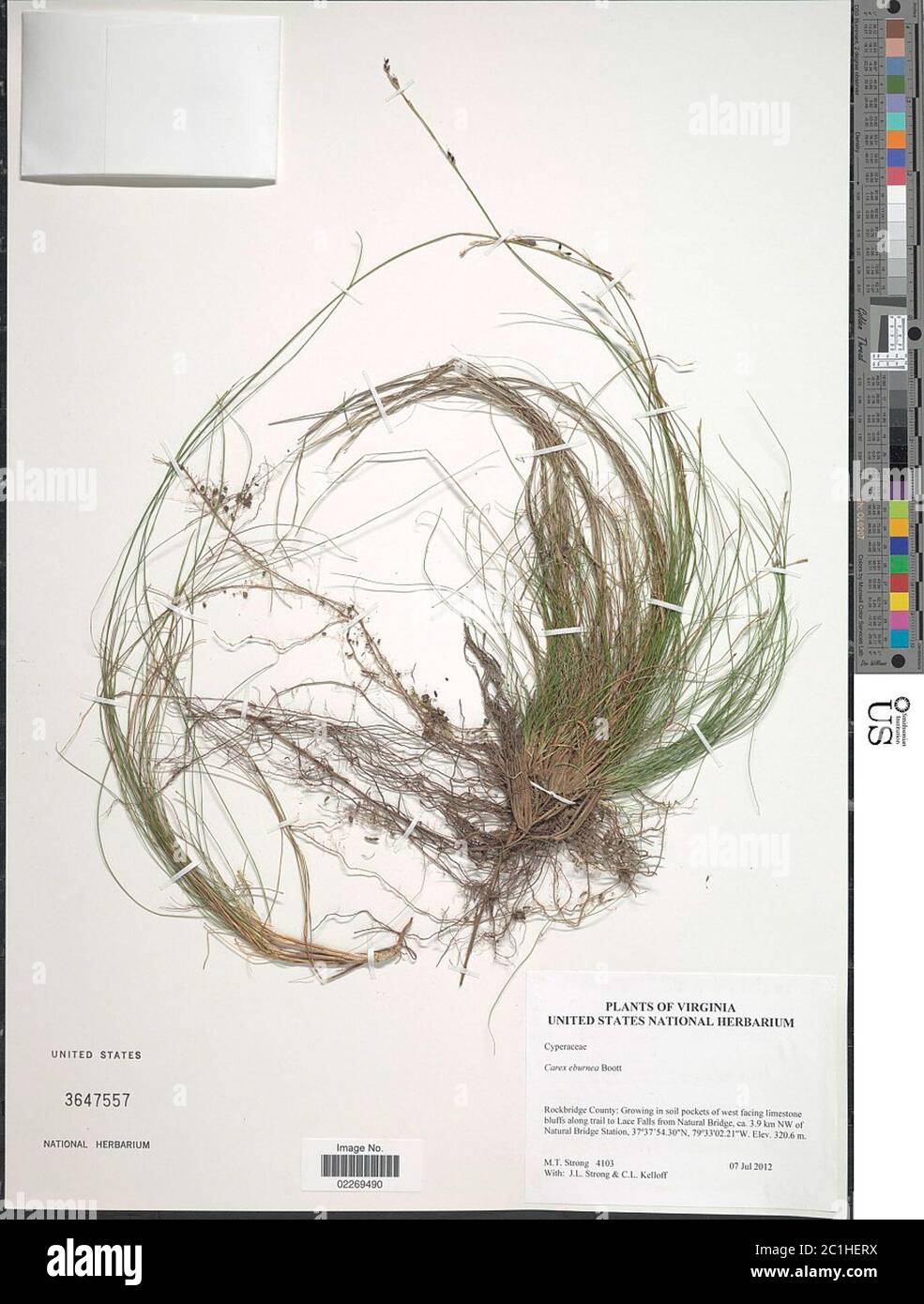 Carex eburnea hi-res stock photography and images - Alamy