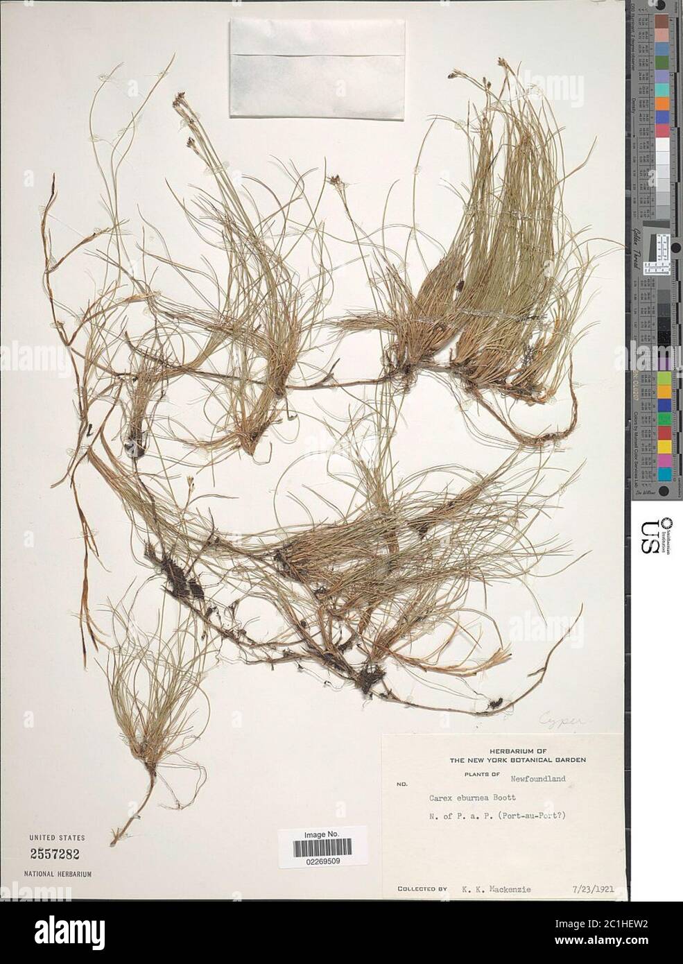 Carex eburnea hi-res stock photography and images - Alamy