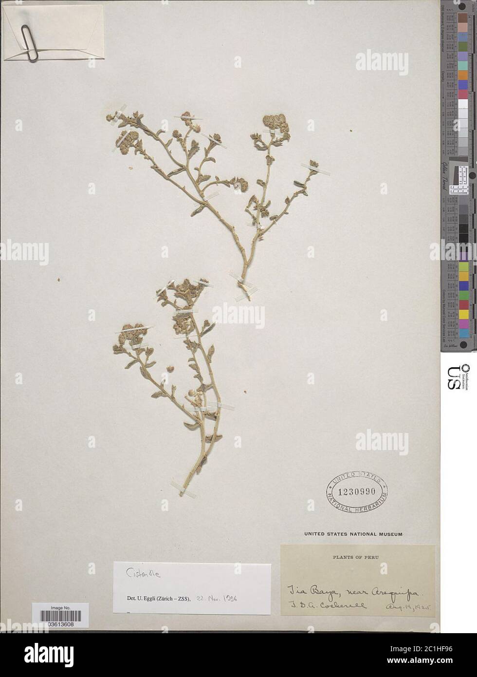 Calandrinia sp Calandrinia sp Stock Photo - Alamy