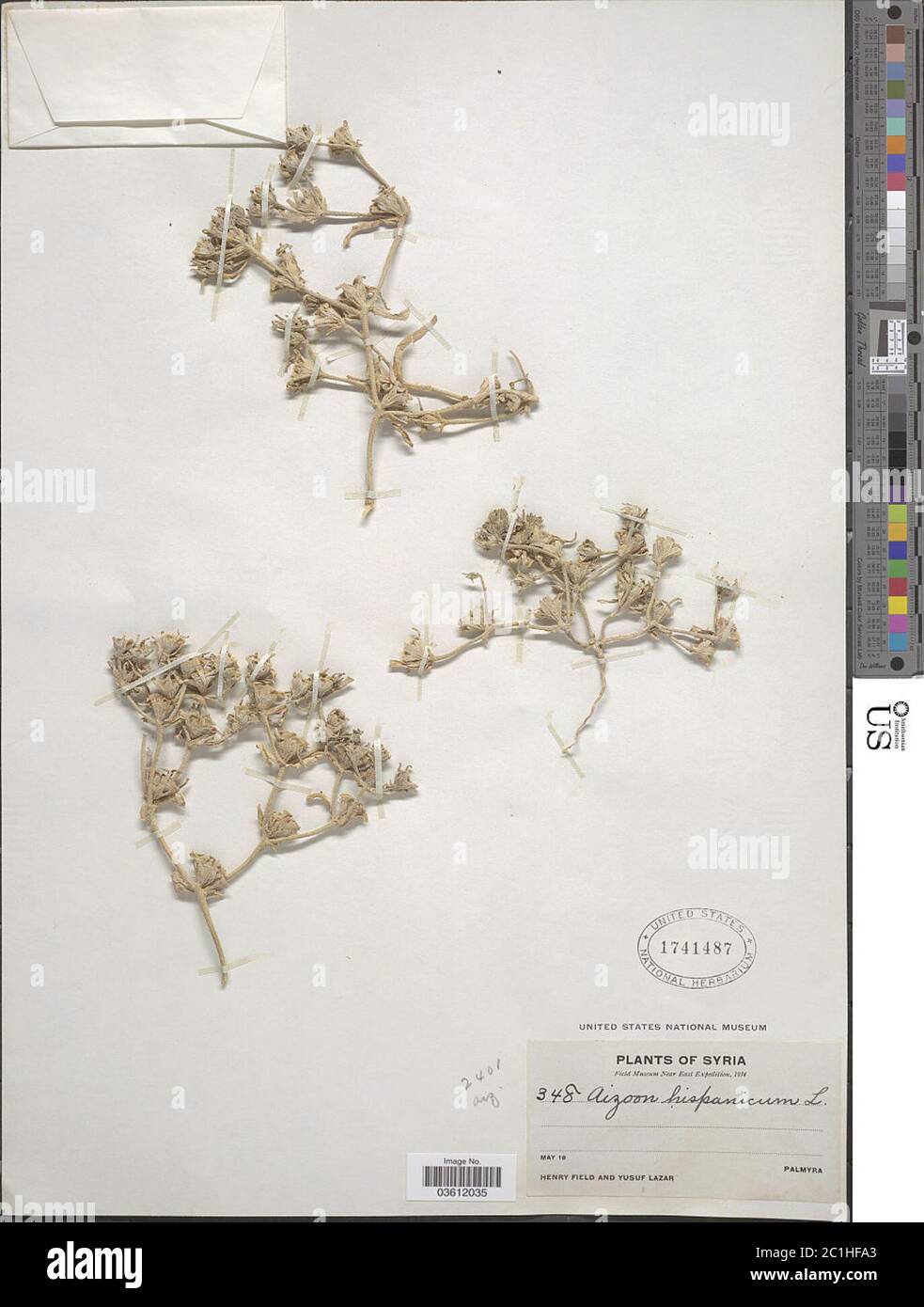 Aizoon hispanicum hi-res stock photography and images - Alamy