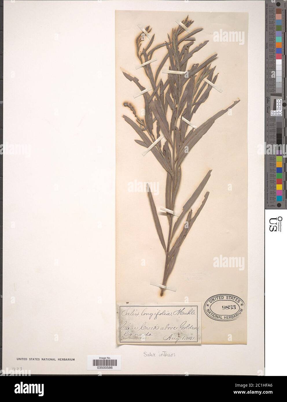 Salix interior Rowlee Salix interior Rowlee Stock Photo - Alamy