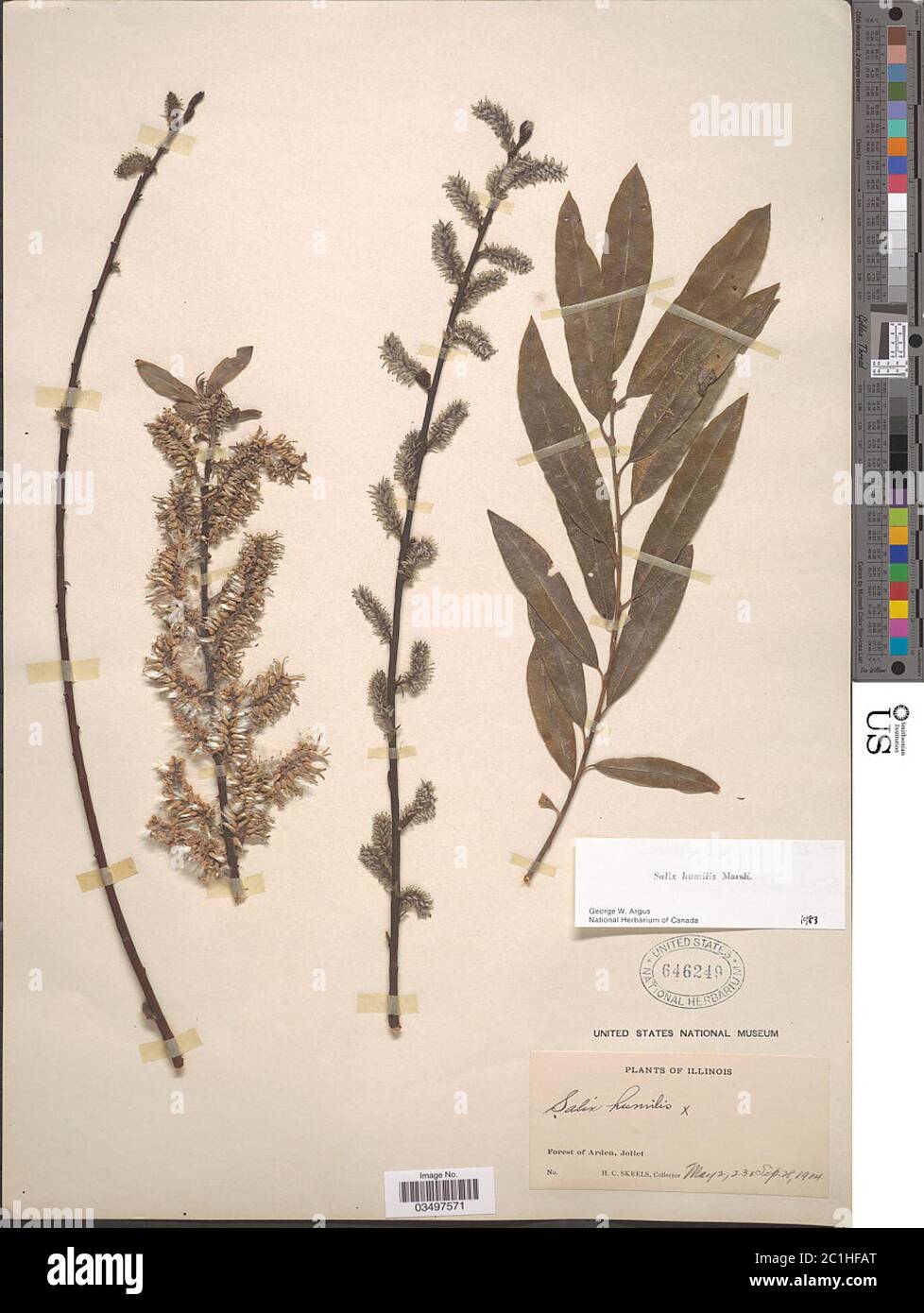 Salix humilis Marshall Salix humilis Marshall Stock Photo - Alamy